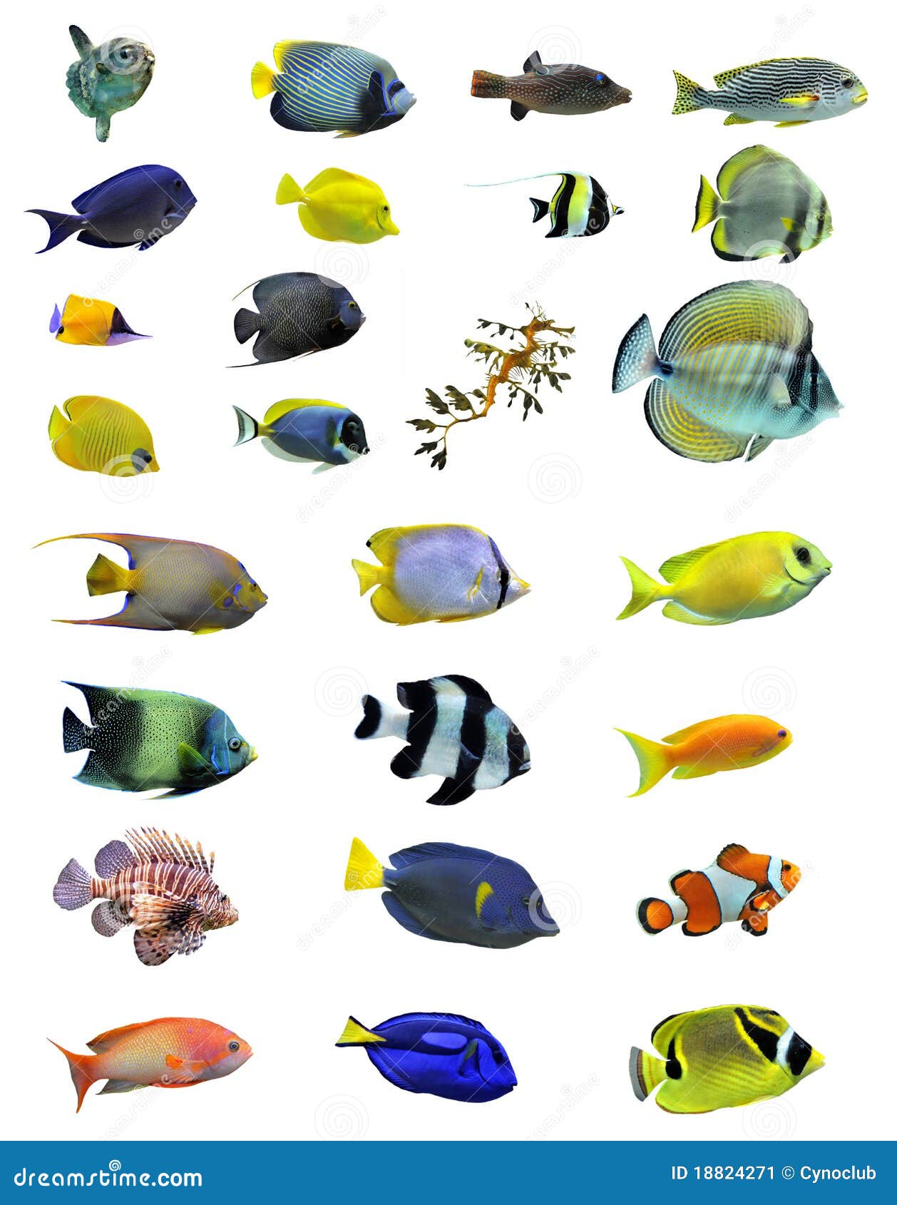 Groep vissen stock afbeelding. Image of engelvis, geel - 18824271