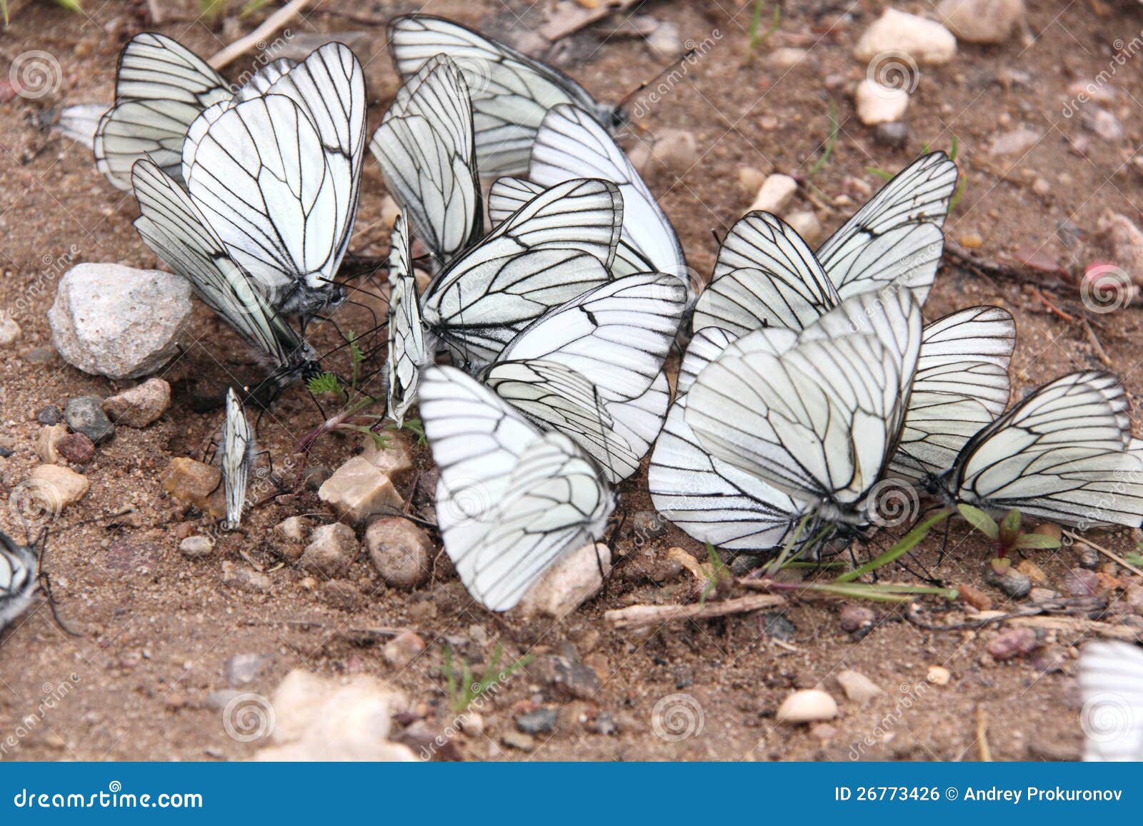 Groep vlinders. stock foto. Image of kleur, bruin, bestemming - 26773426