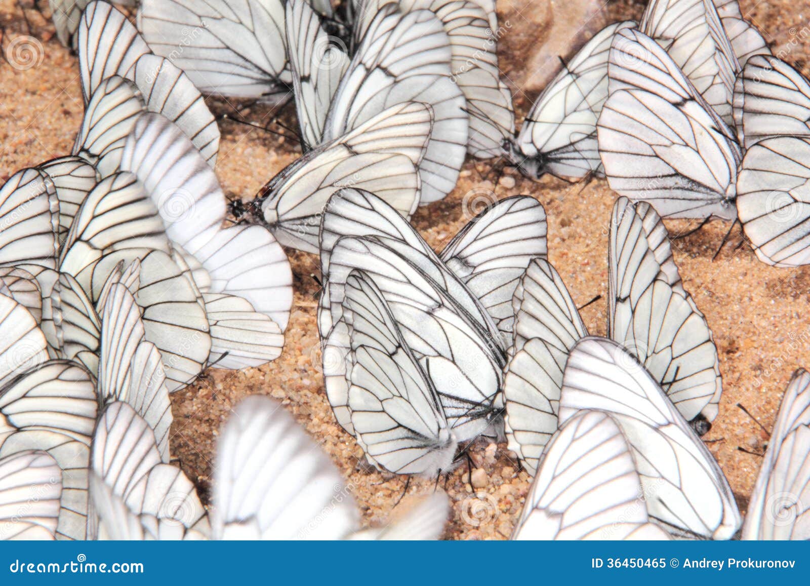 Groep vlinders. stock afbeelding. Image of creatief, verandering - 36450465
