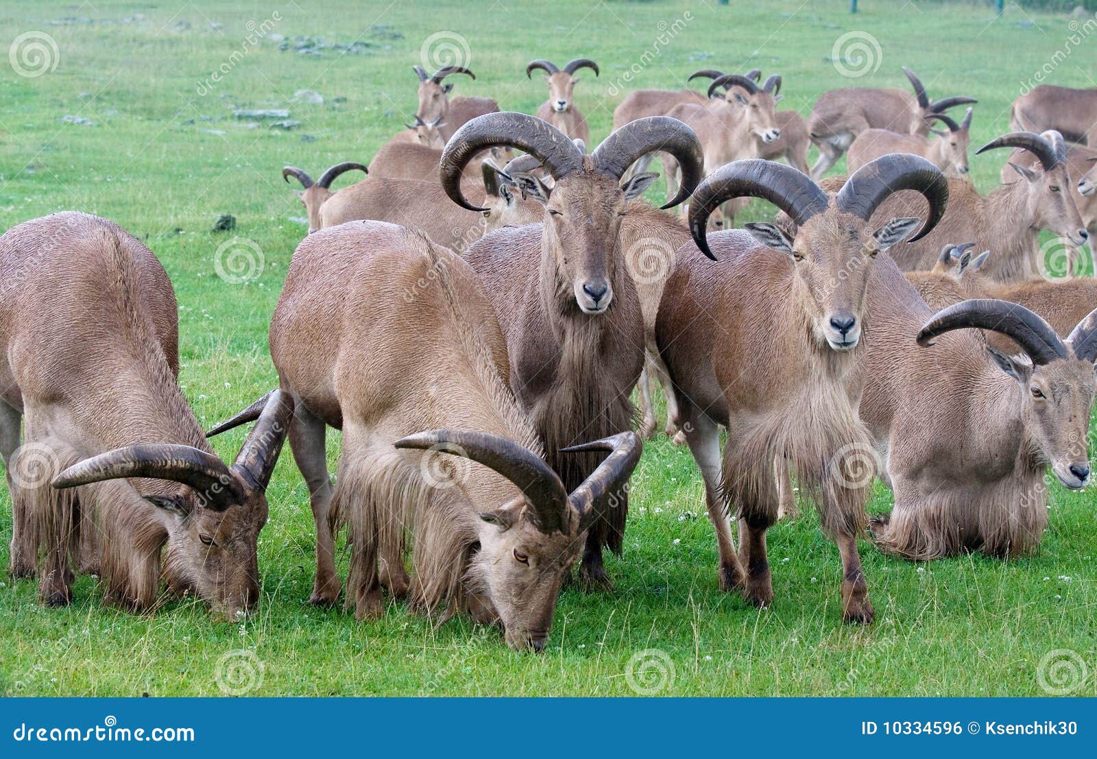 Groep Wilde Geiten Op Het Gras Stock Foto - Image of zoogdier, hoeven ...