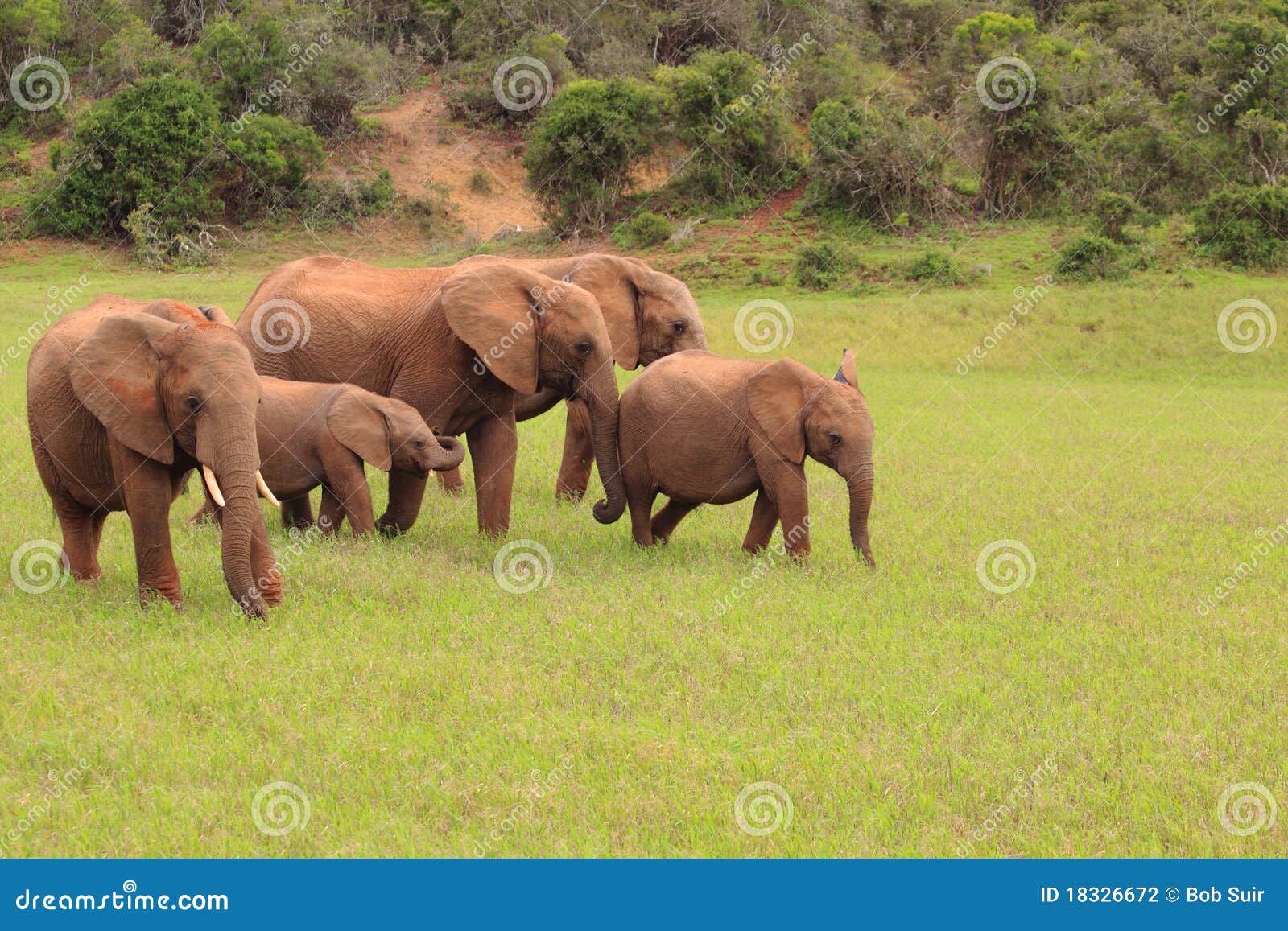 Groep wilde olifanten stock foto. Image of nave, lopen - 18326672