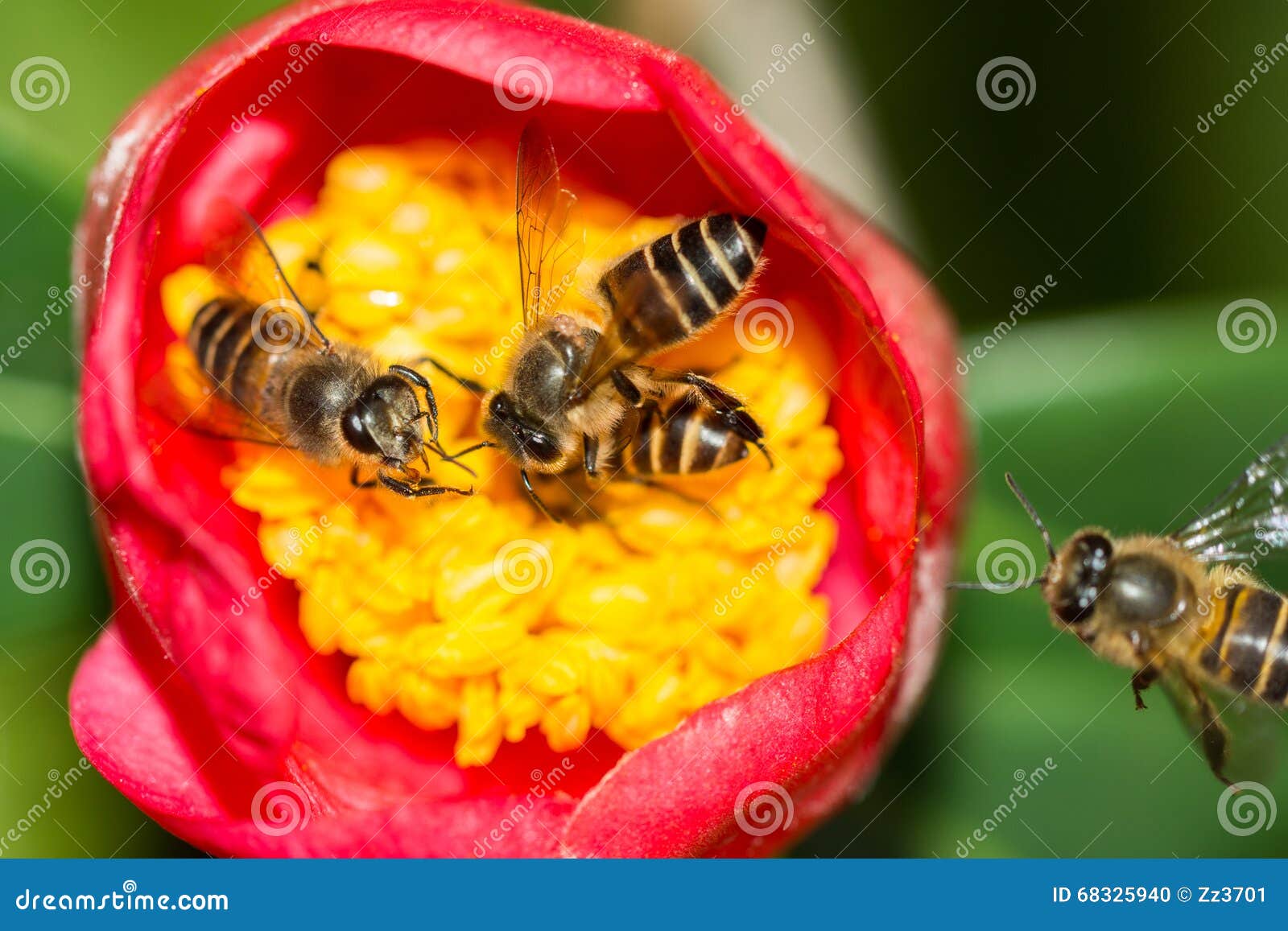 Groepswerk van bijen stock foto. Image of vliegen, hardwerkend - 68325940