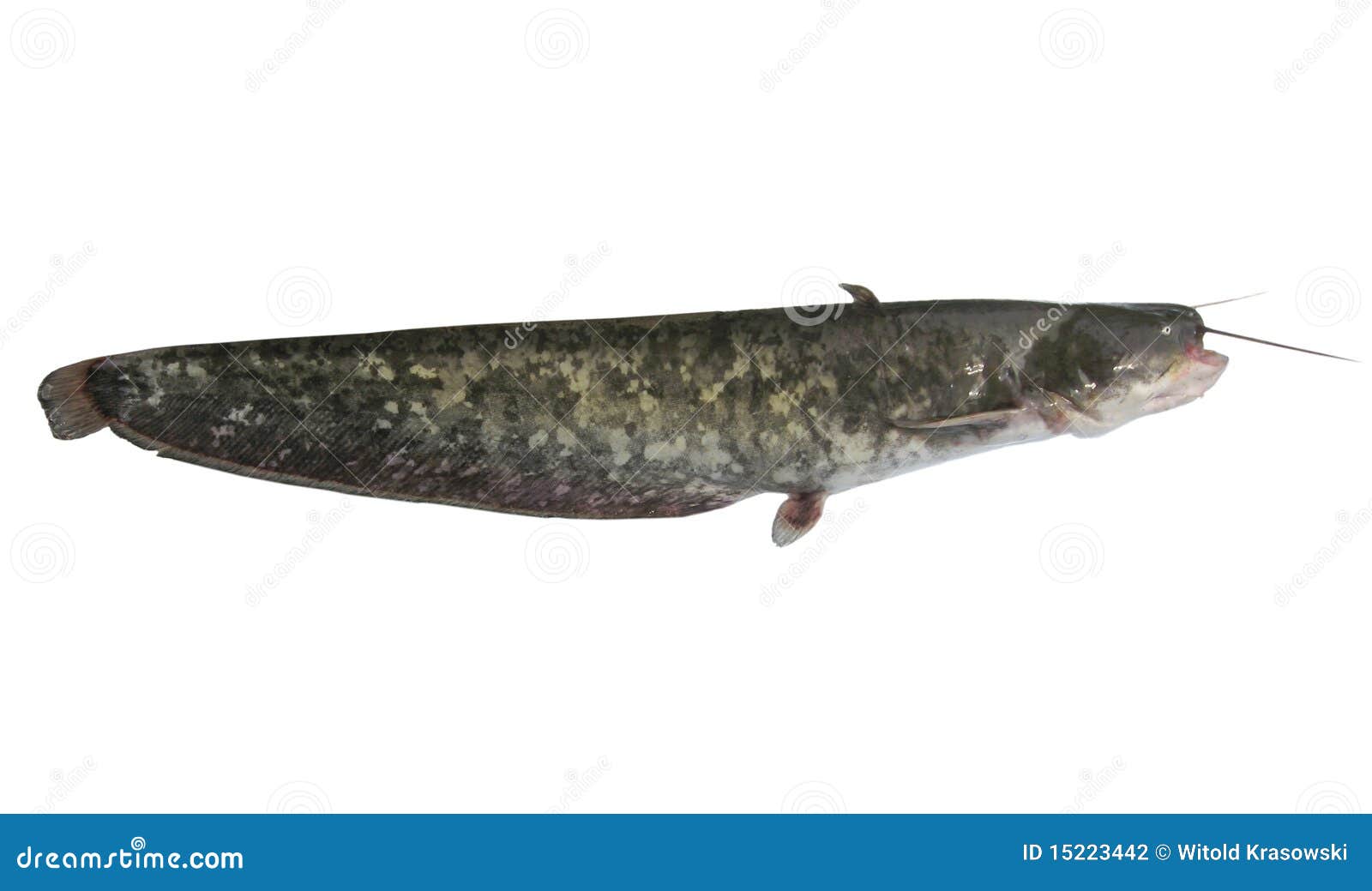 Großer Wels Stockfotografie - Bild: 15223442