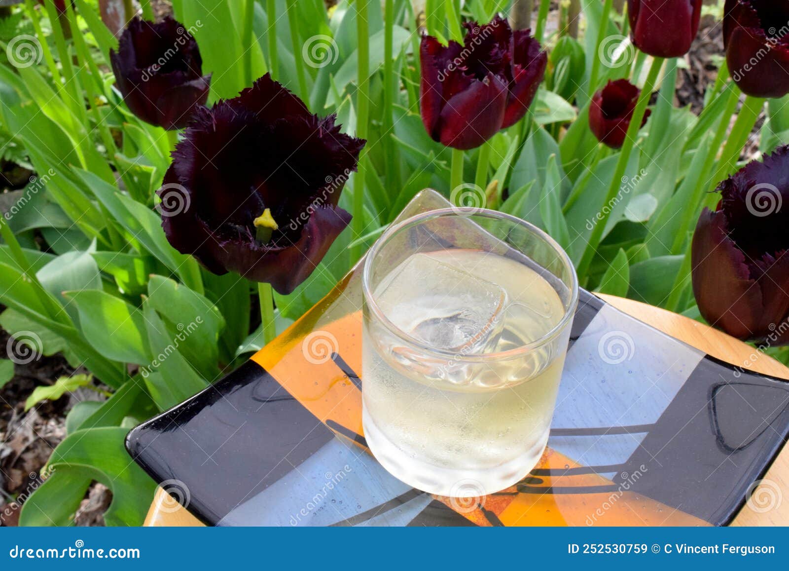 Alcohol Punch with Solo Maroon Tulip Flower 03 Stock Image - Image of ...