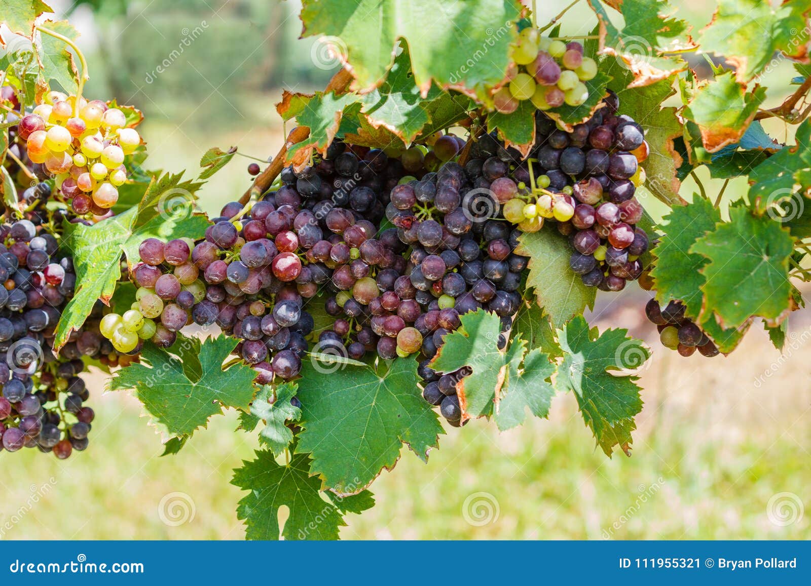 Grona Kolorowi Win Winogrona Obraz Stock - Obraz złożonej z przemysł ...