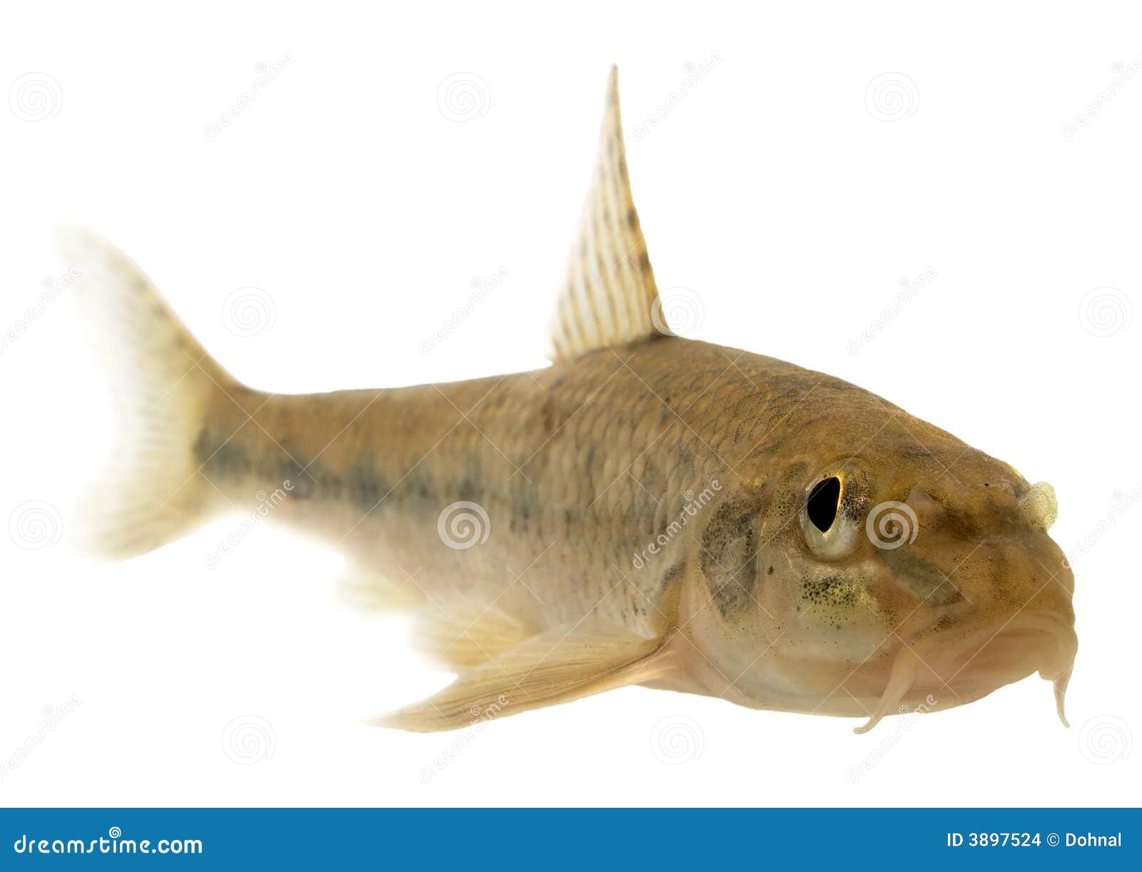 Grondel (geïsoleerde7 Vissen) - Stock Foto - Image of vijver, voedsel ...