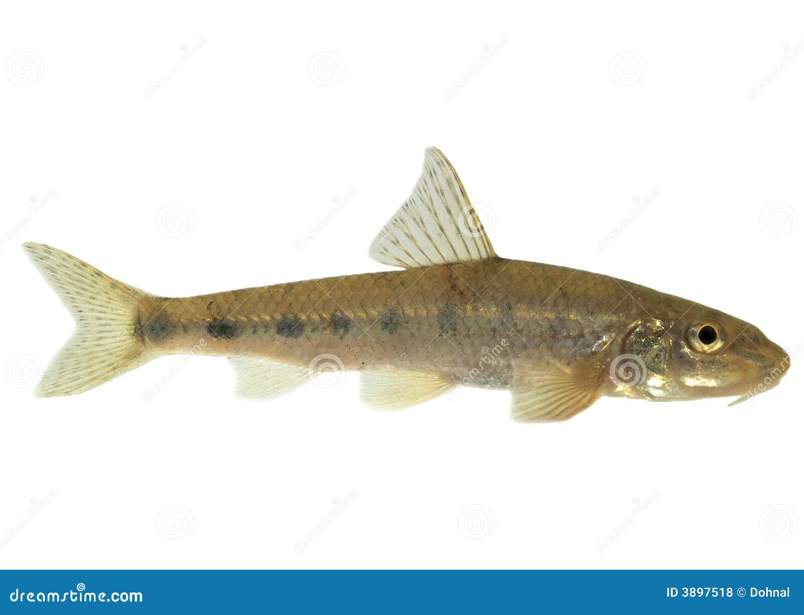 Grondel (geïsoleerdet Vissen) - Stock Foto - Image of licht, stroken ...