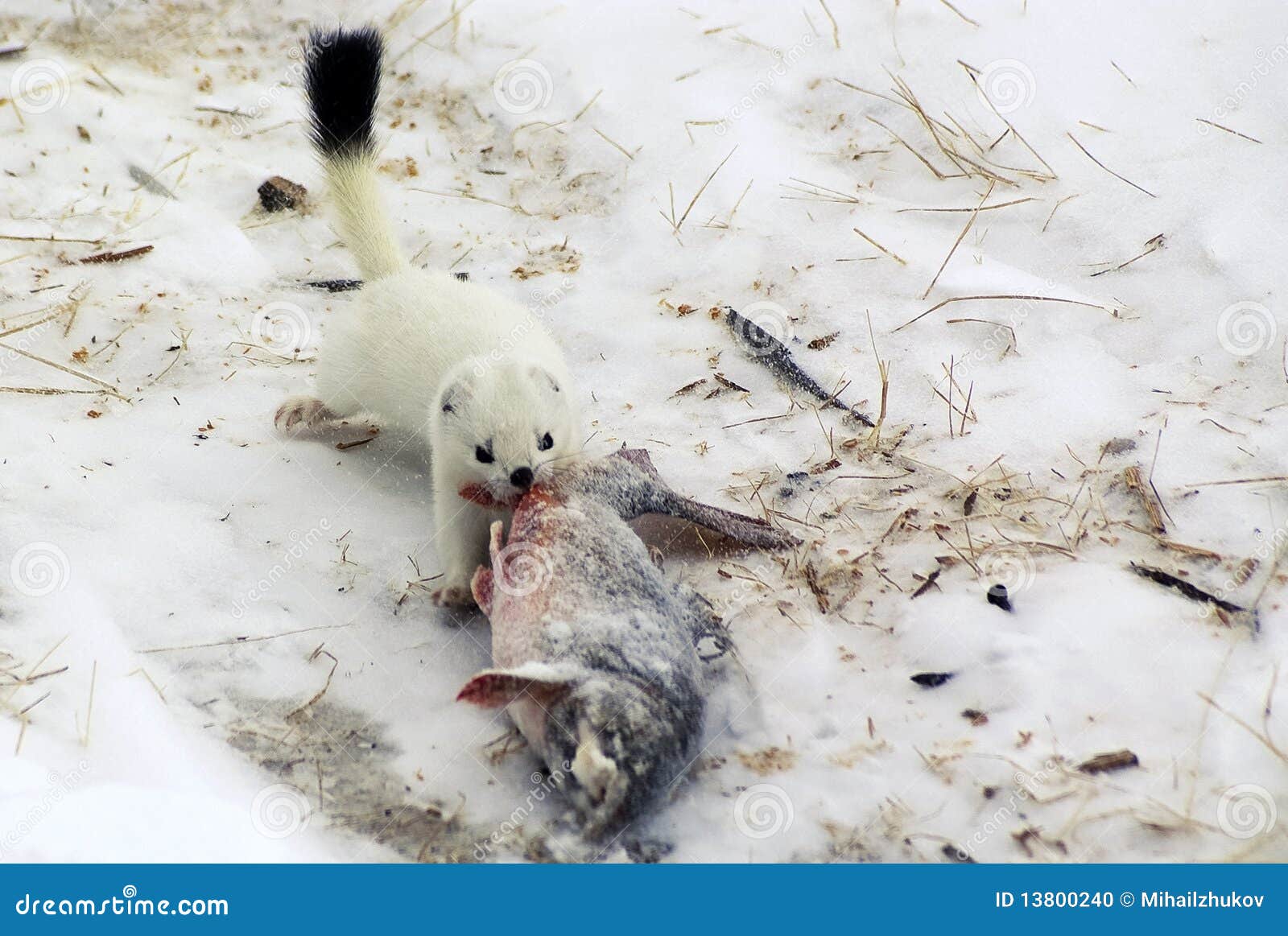 Gronostaj zdjęcie stock. Obraz złożonej z rosja, łosoś - 13800240