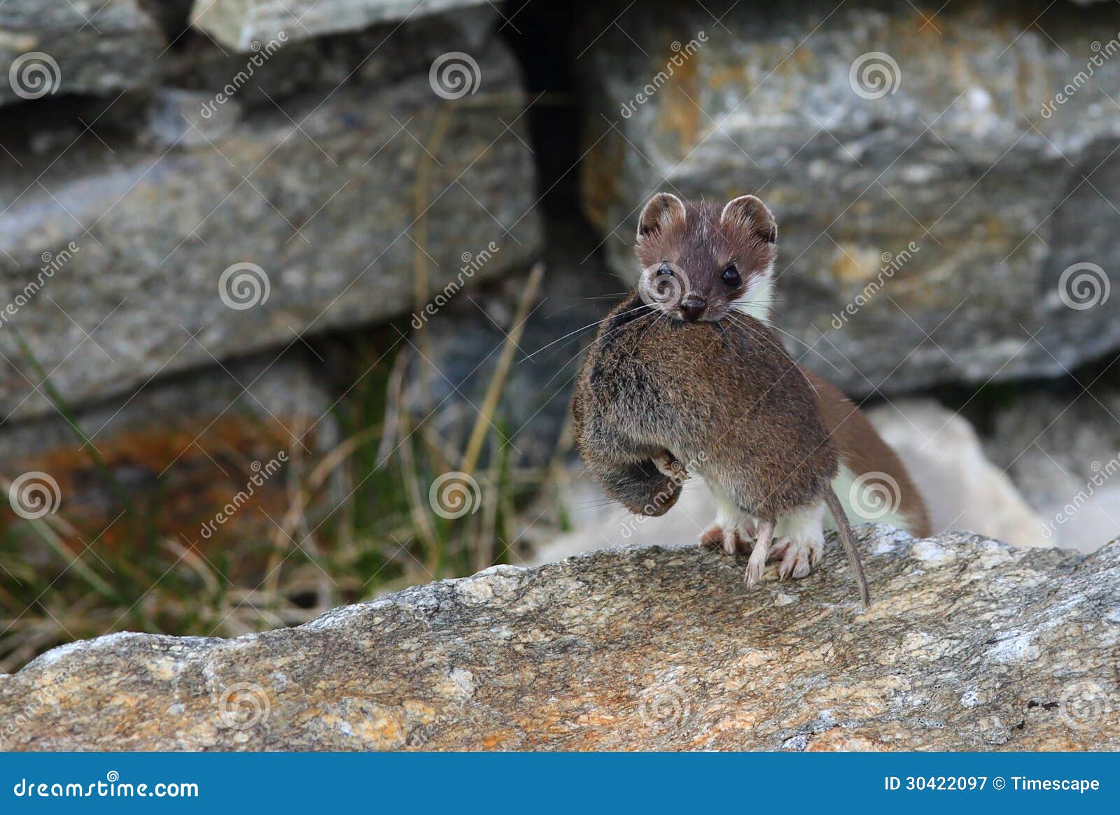 Gronostaj obraz stock. Obraz złożonej z gronostaj, natura - 30422097