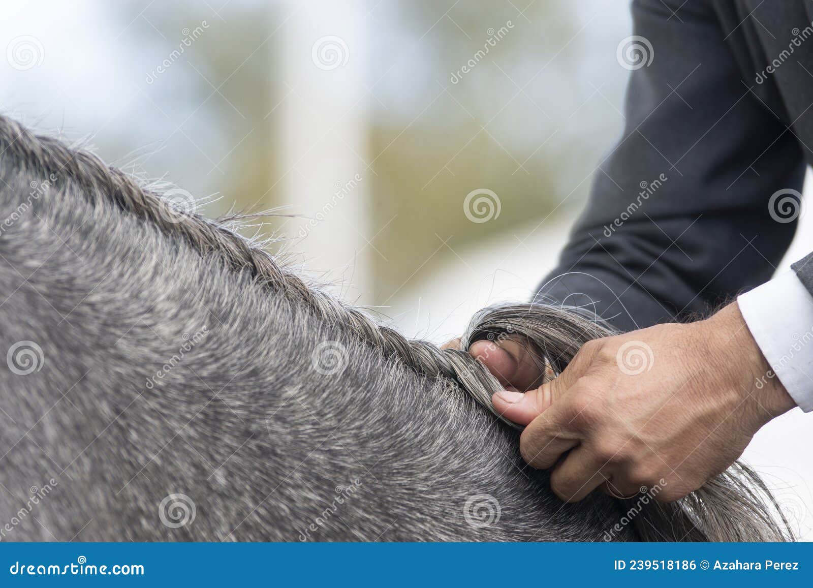 Groom Making a Horse Running Braid Stock Photo - Image of horse ...