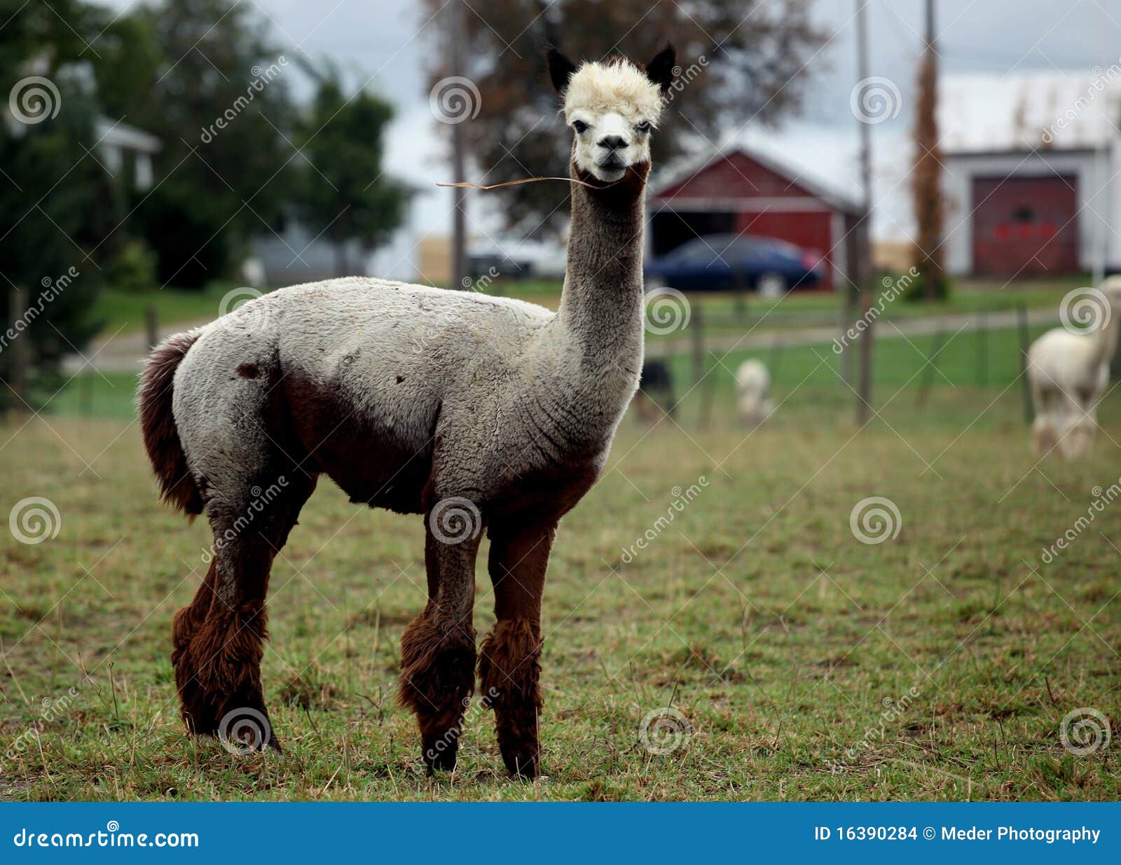 Groomed alpaca stock photo. Image of fleece, hairy, meadow - 16390284