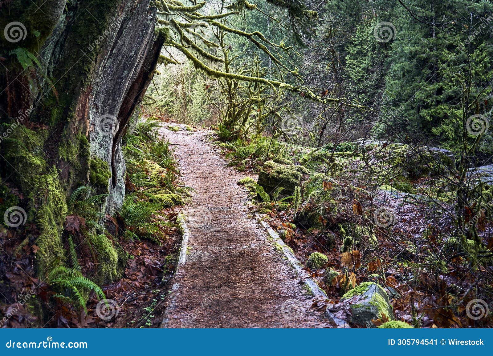 Path through a Lush Green Forest. Stock Image - Image of provincial ...