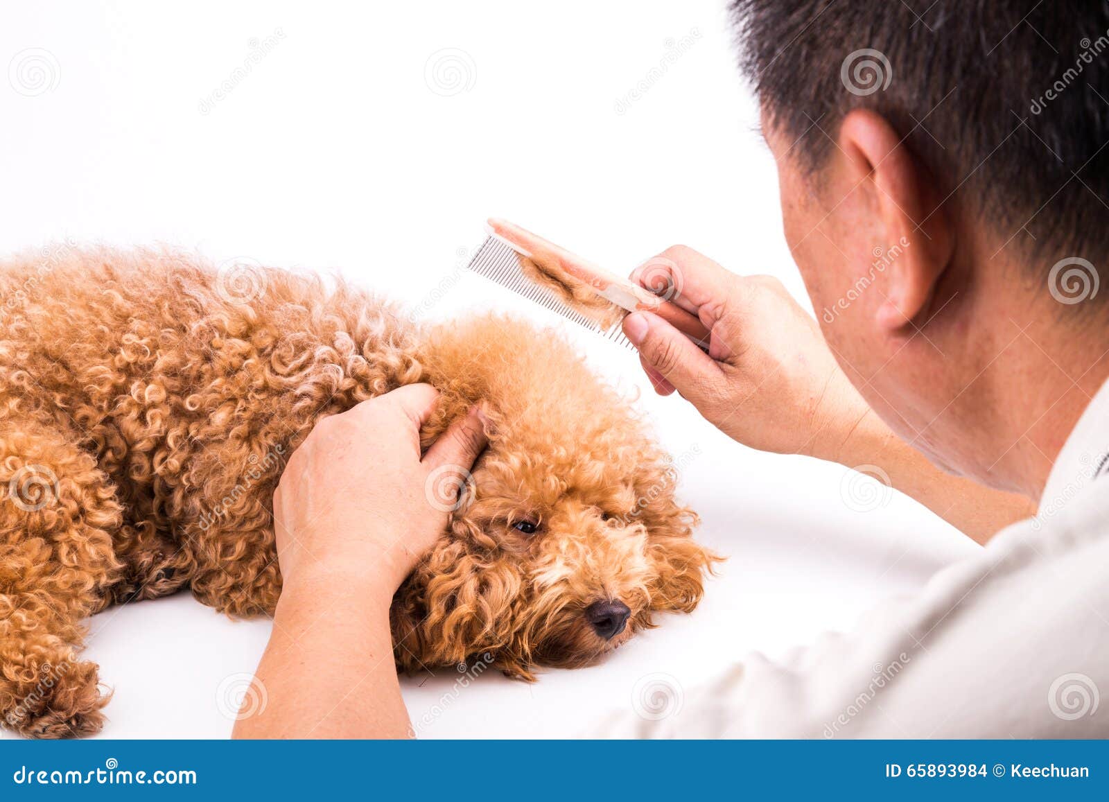Groomer Combing Dog, with De-tangled Fur Stuck on Comb Stock Photo ...