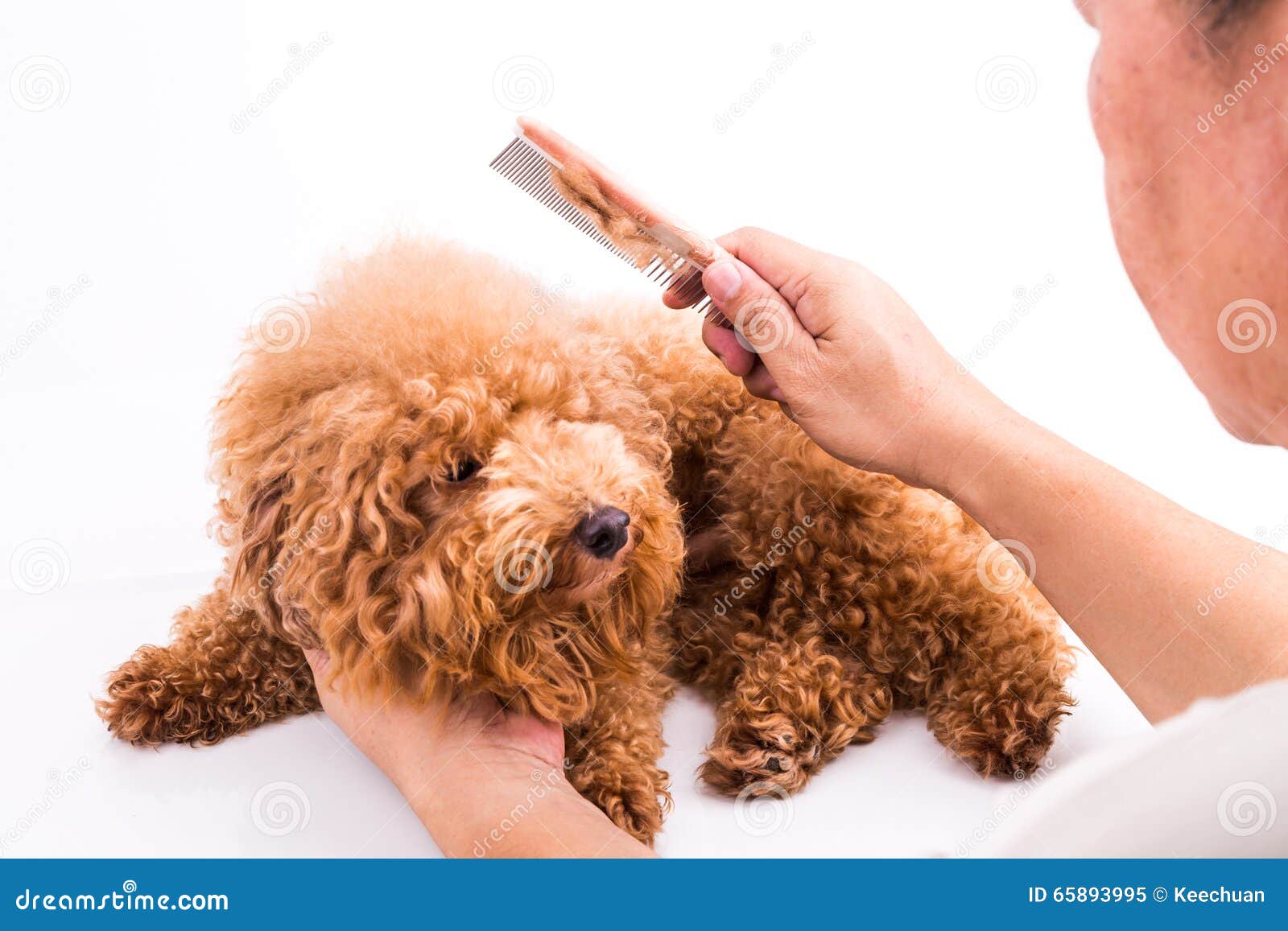 Groomer Combing Dog, with De-tangled Fur Stuck on Comb Stock Image ...