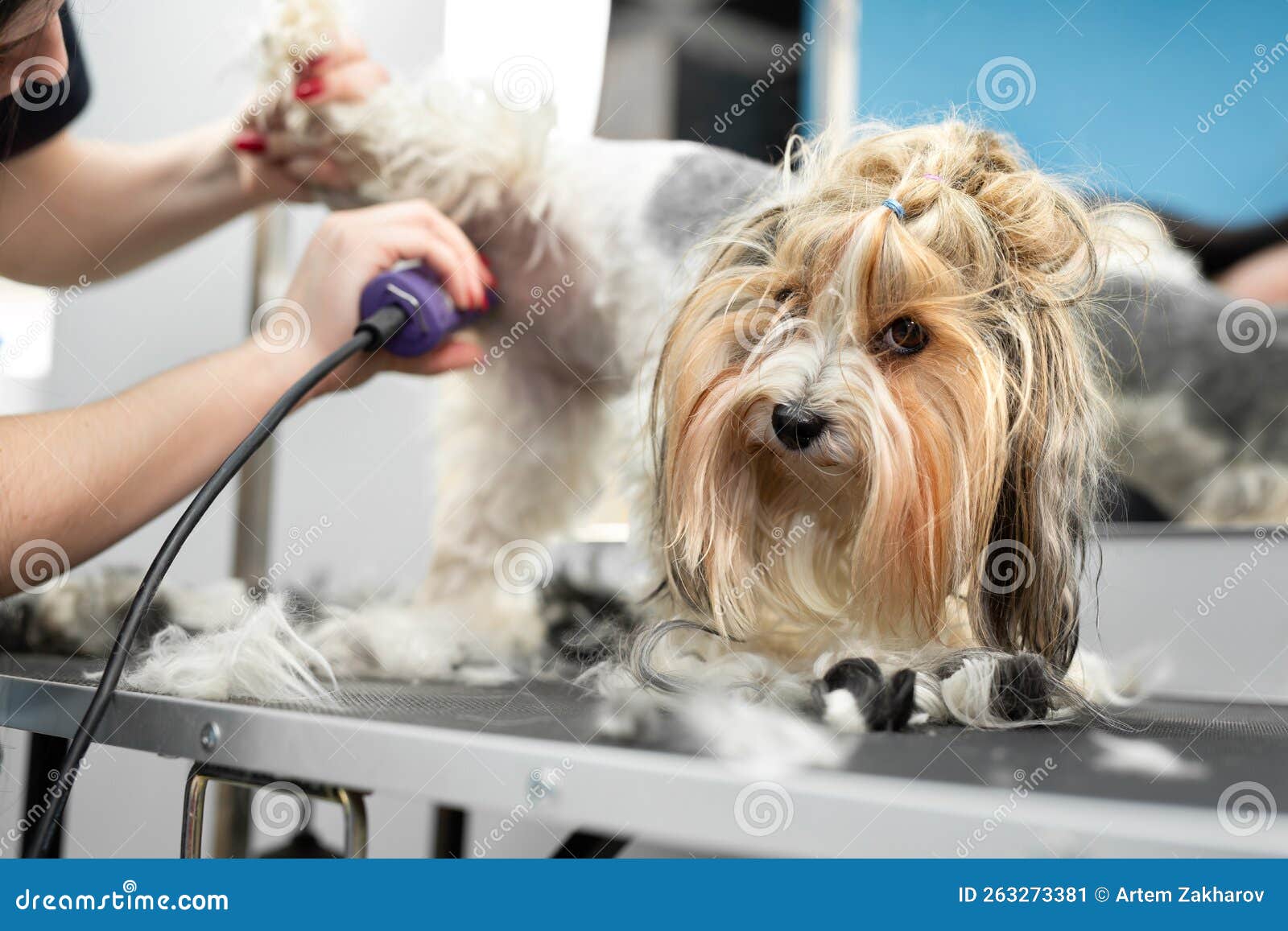 A Groomer Shaves a Dog S Fur with a Razor in a Barber Shop. Stock Image ... A Groomer Shaves a Dog S Fur with a Razor in a Barber Shop. Stock Image ...