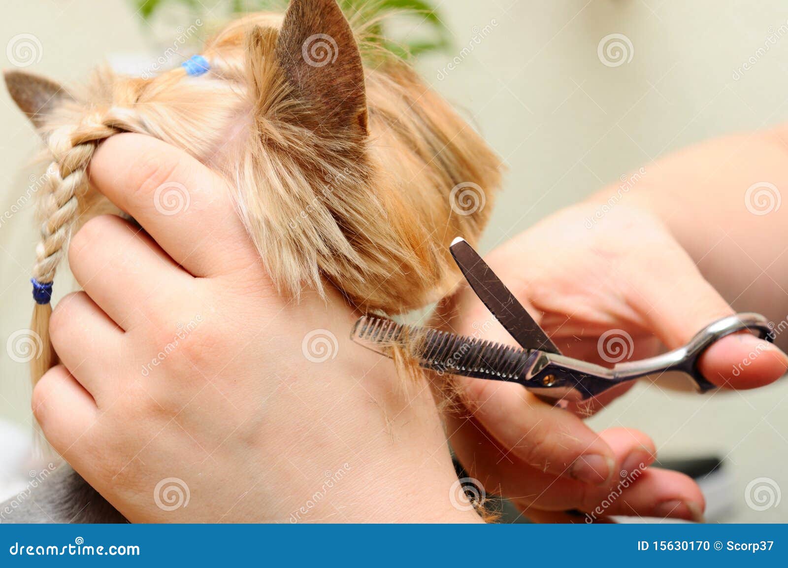 Grooming stock photo. Image of grooming, salon, puppy - 15630170
