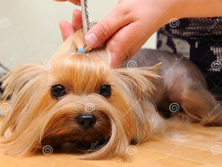 Grooming stock photo. Image of hairstyle, professional - 15630234