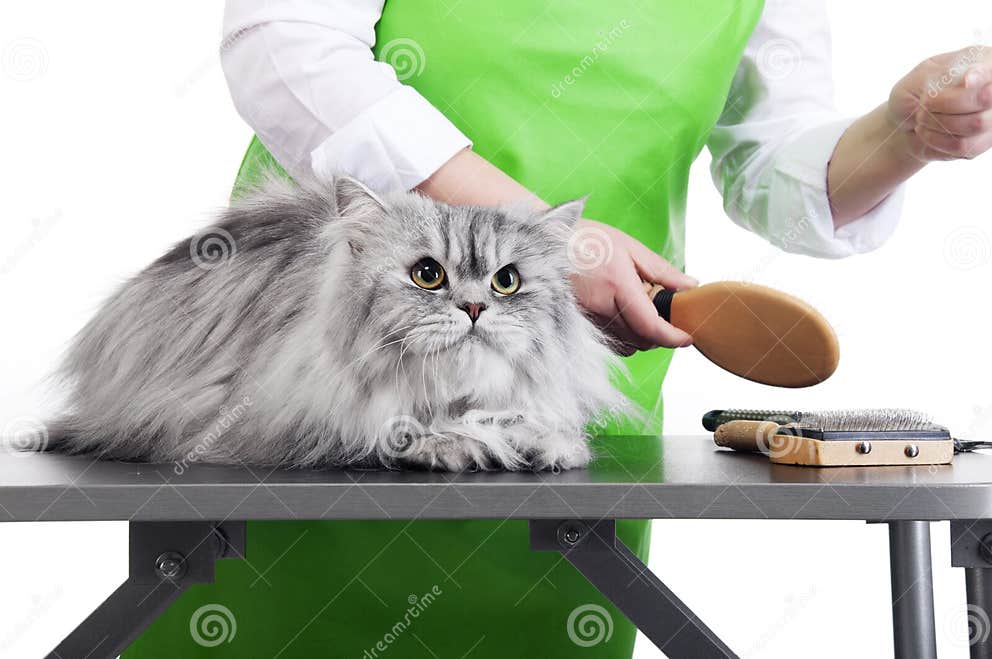 Grooming stock image. Image of animal, care, comb, grey - 18622157