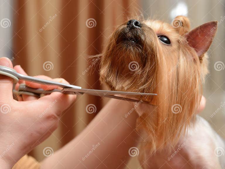 Grooming stock image. Image of charming, grooming, glamour - 25117437