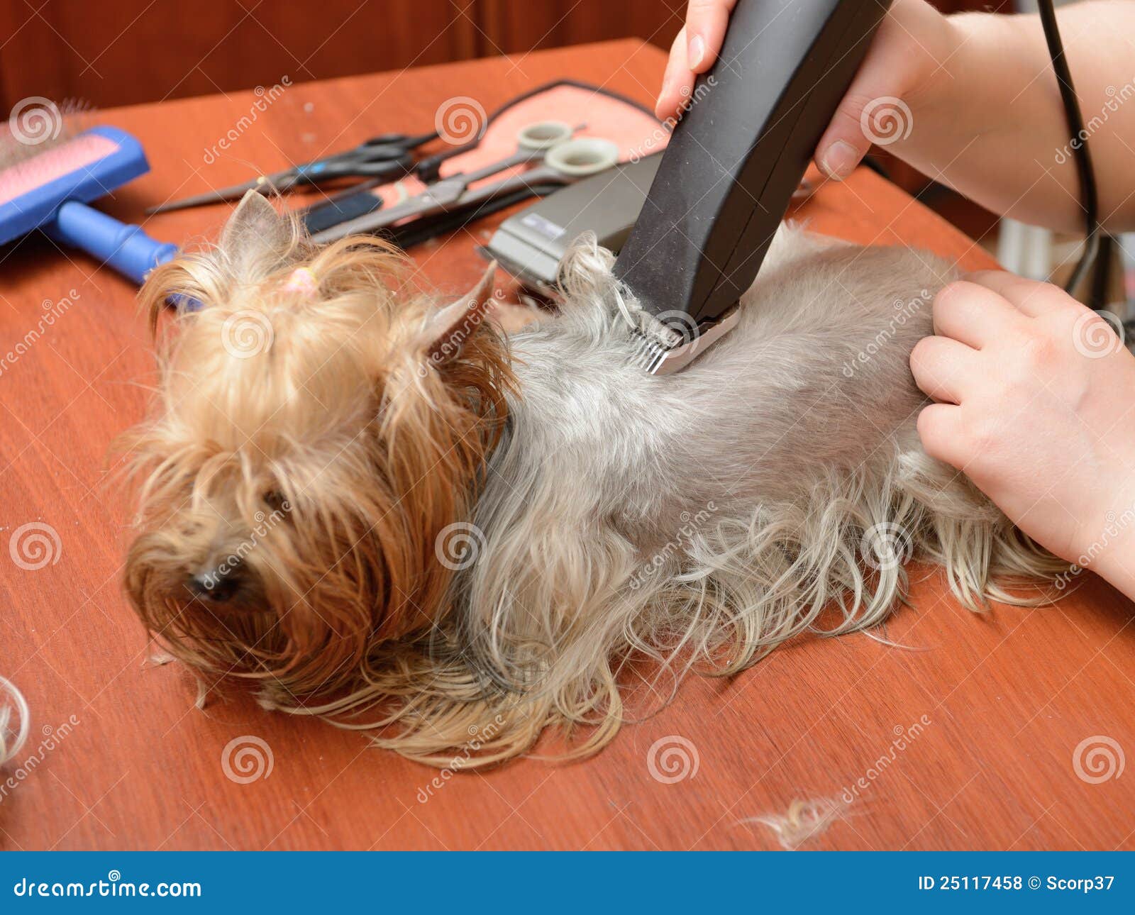 Grooming stock photo. Image of indoors, mini, haircut - 25117458