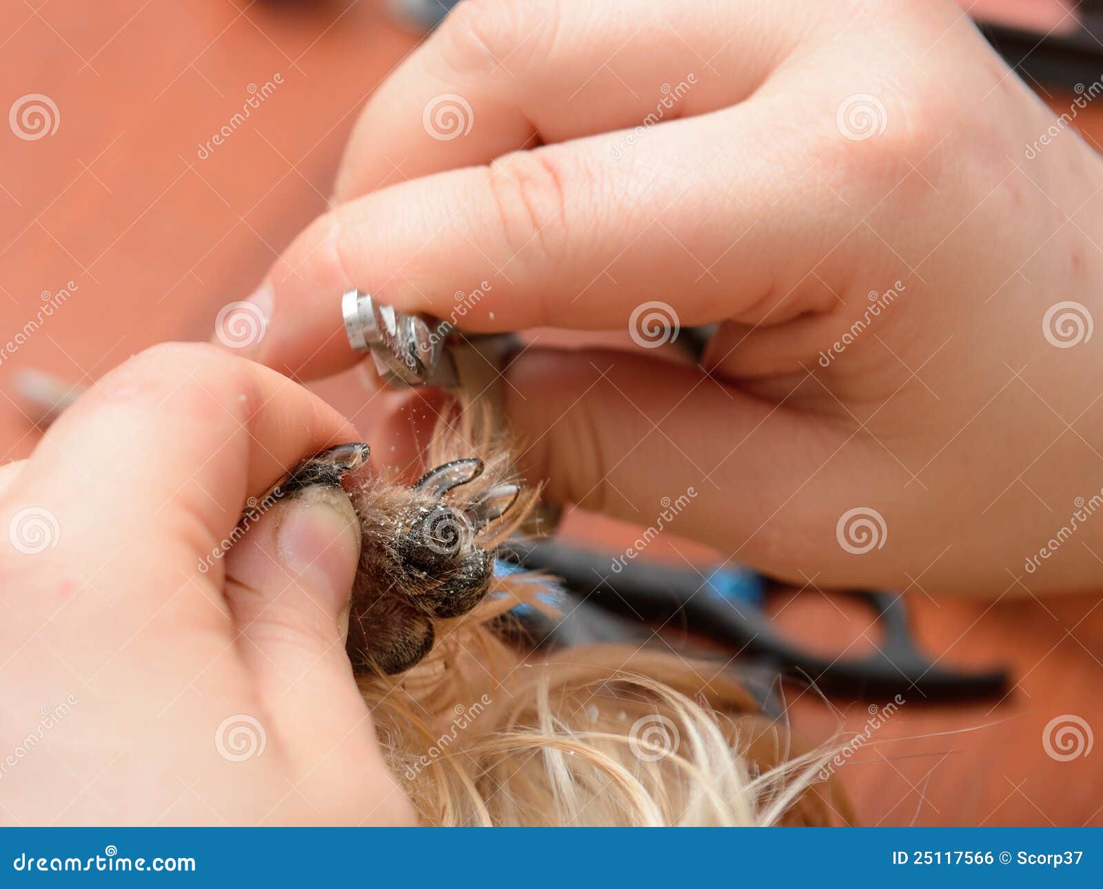 Grooming stock photo. Image of adorable, groomer, brush - 25117566