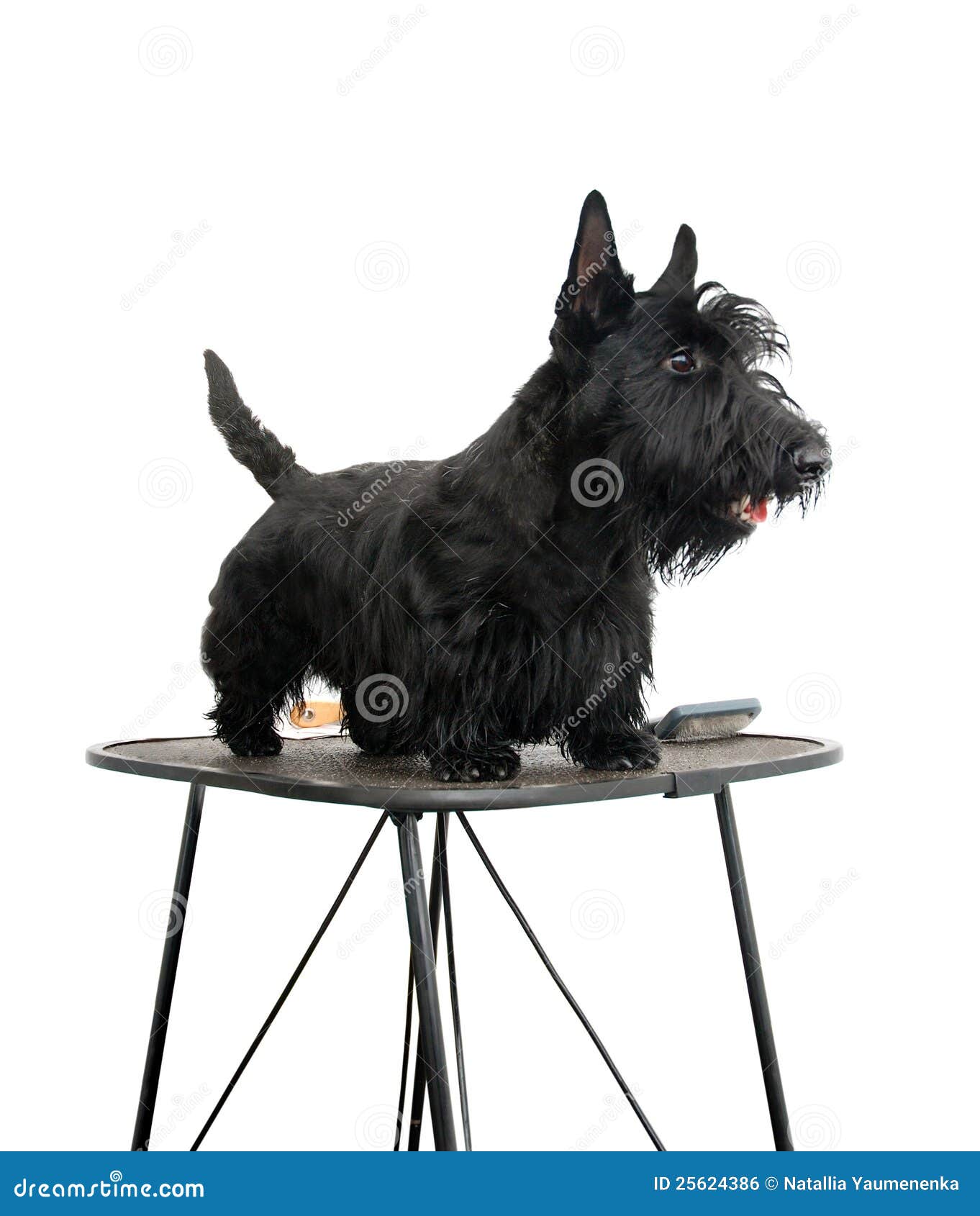 Grooming stock photo. Image of grooming, brush, beauty - 25624386