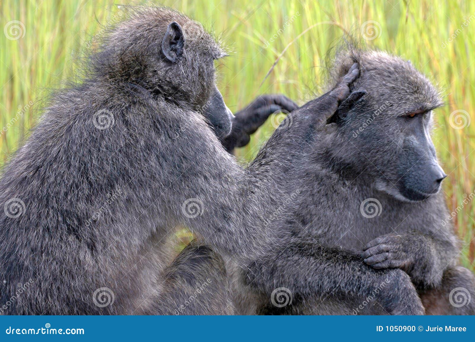 Grooming baboon. stock photo. Image of groom, mammal, human - 1050900