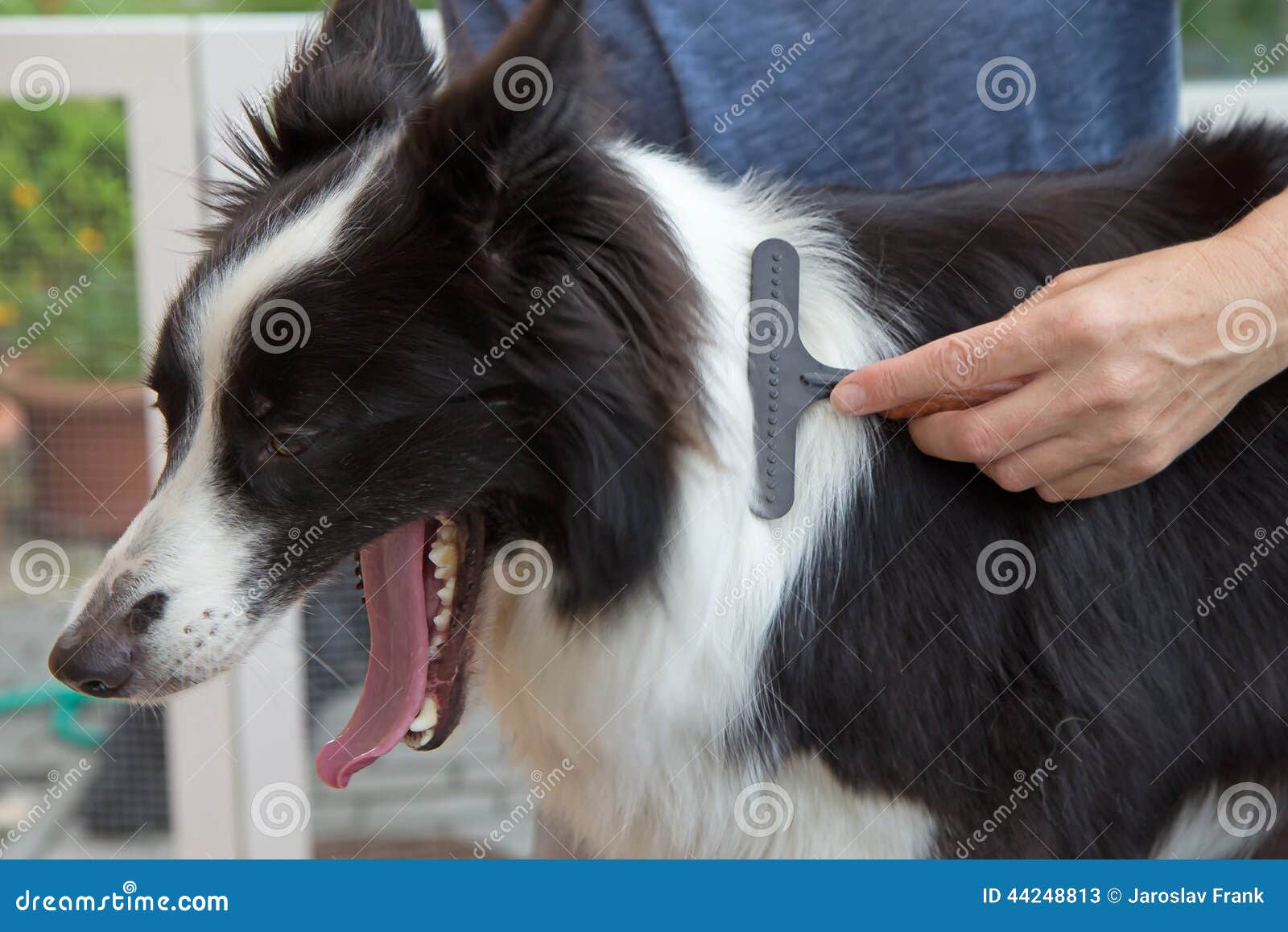 Grooming of Border Collie stock image. Image of collar - 44248813