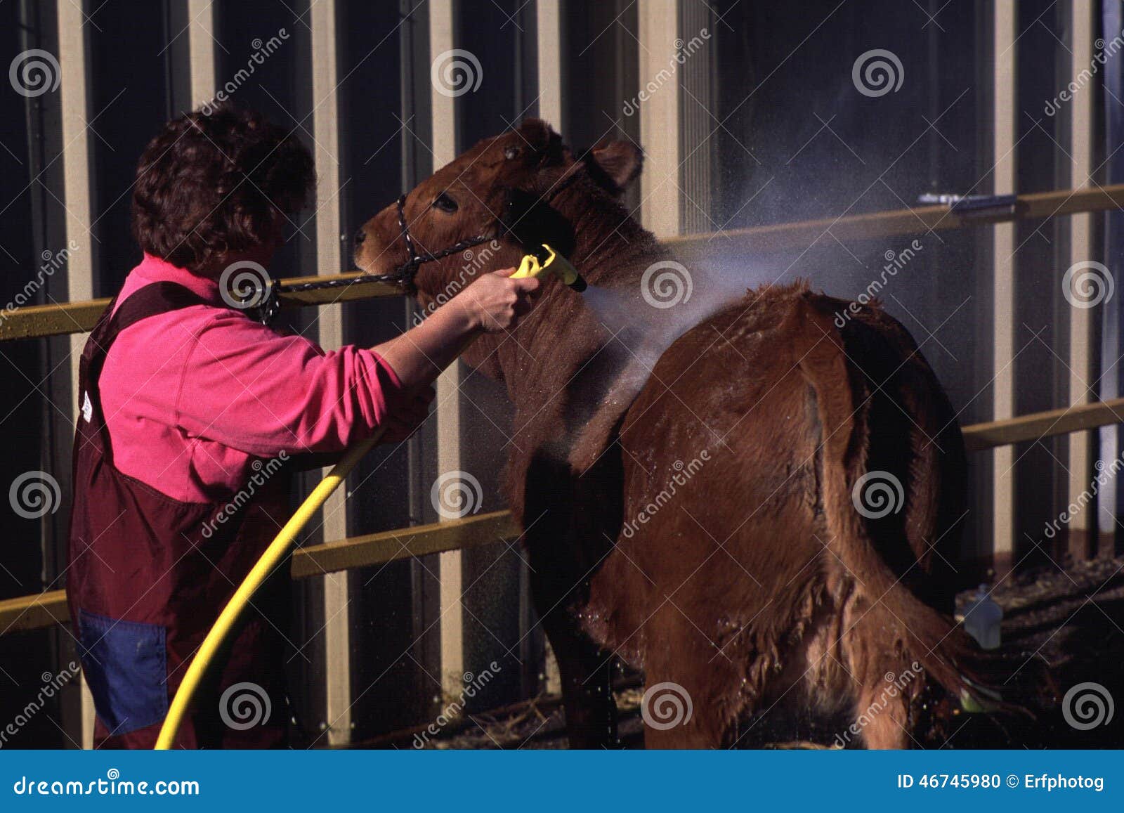 Grooming Cattle Editorial Image Image 46745980
