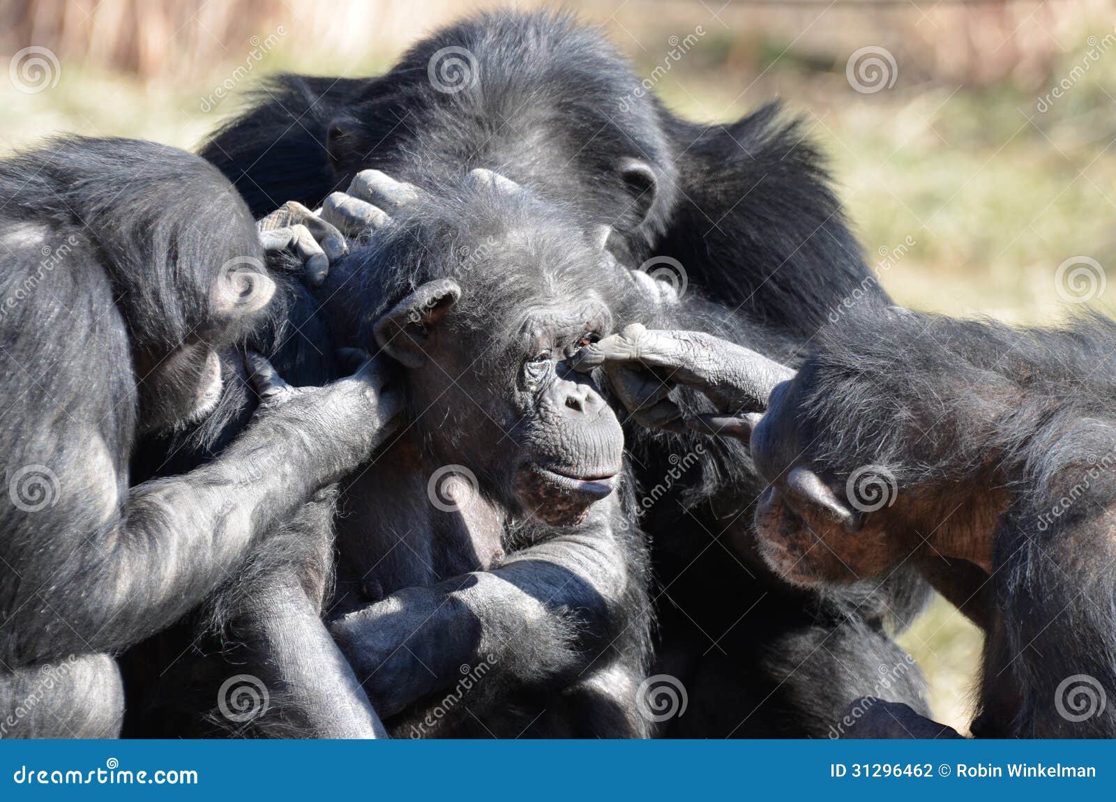 Grooming chimps stock photo. Image of primp, family, touching - 31296462