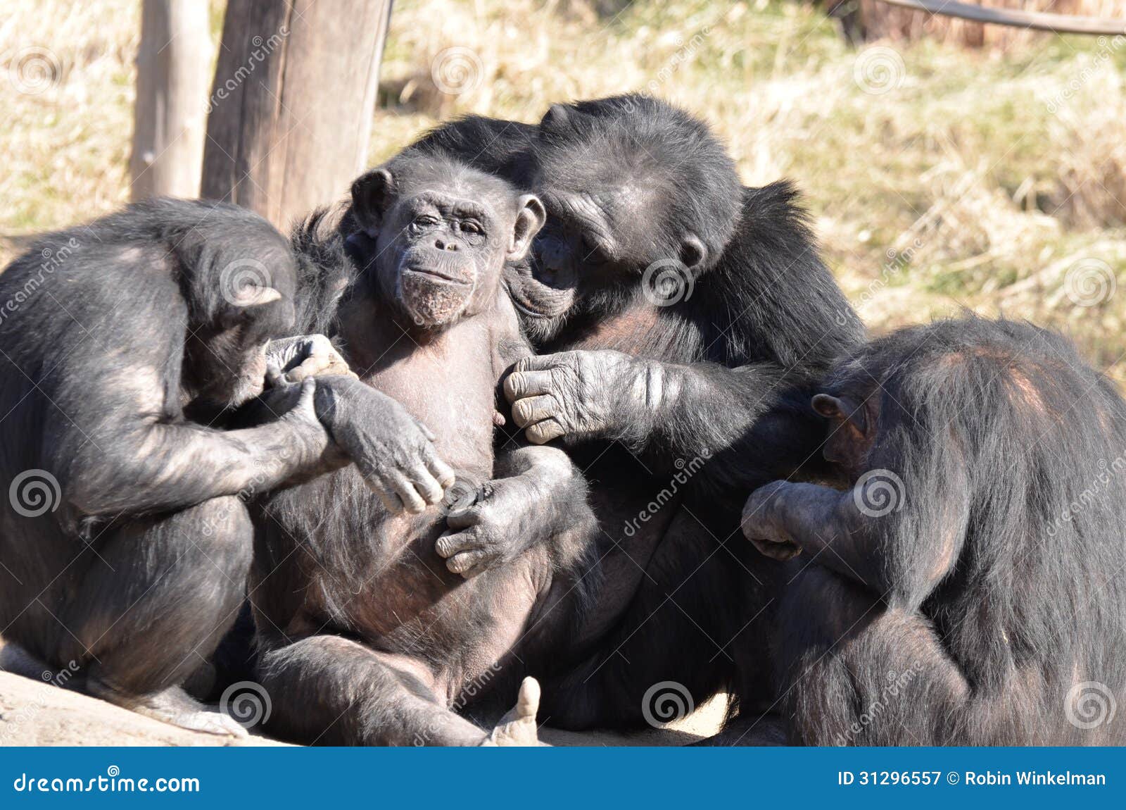 Grooming chimps3 stock image. Image of chimp, groom, pick - 31296557