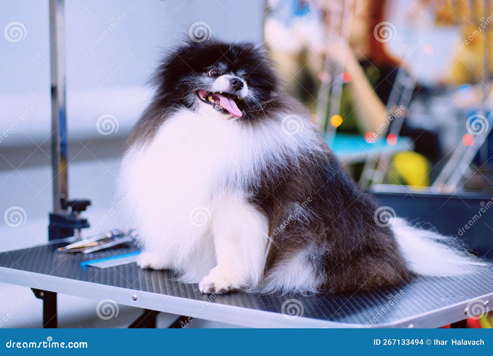 Grooming Dogs Spitz Pomeranian on the Table Stock Photo - Image of ...