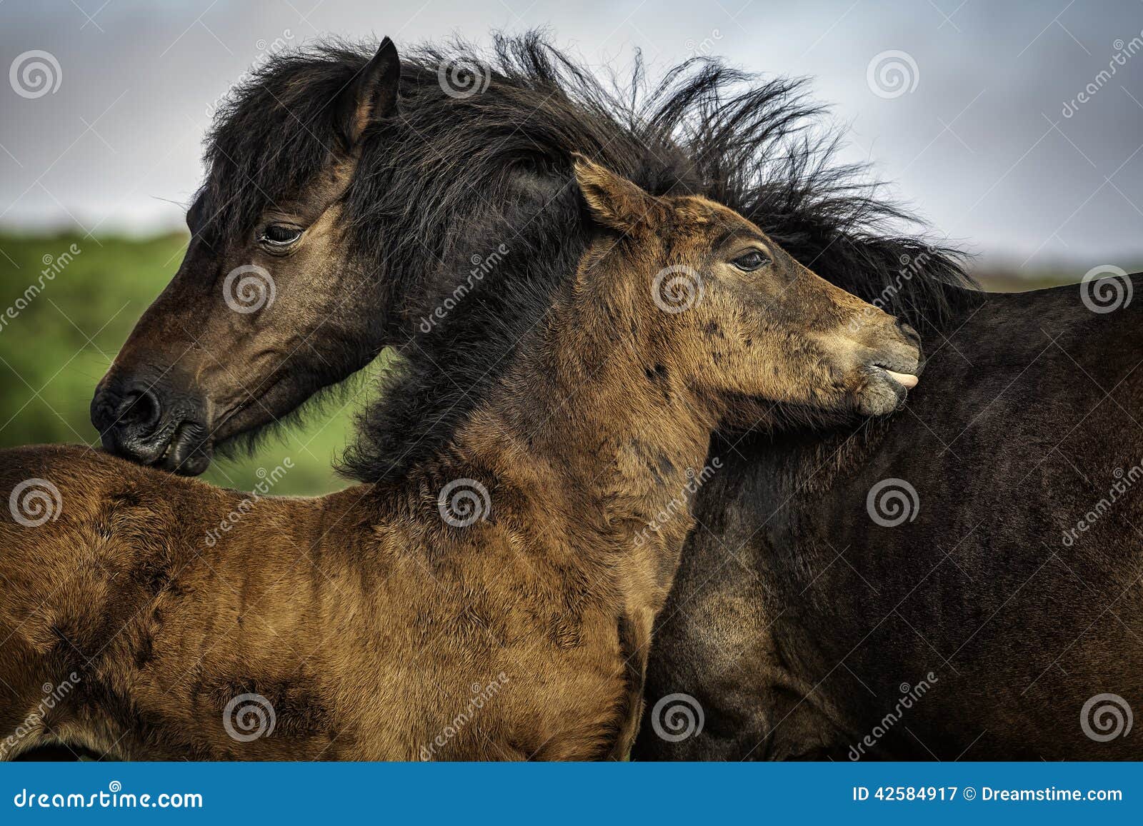 Grooming each other. stock image. Image of wild, devon - 42584917