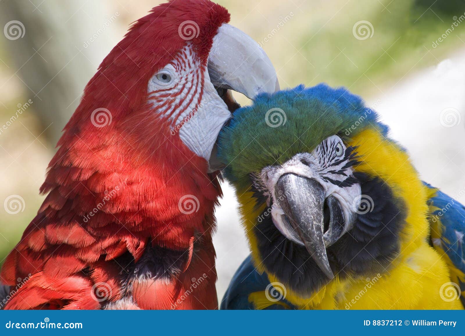 Grooming Green Wing Macaw Blue Gold Macaw Stock Photo - Image of macaw ...