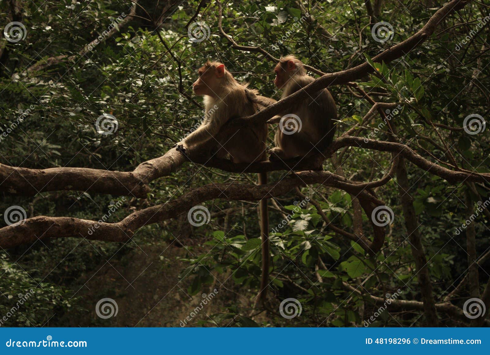 Monkey Bro Stock Photos - Free & Royalty-Free Stock Photos from Dreamstime