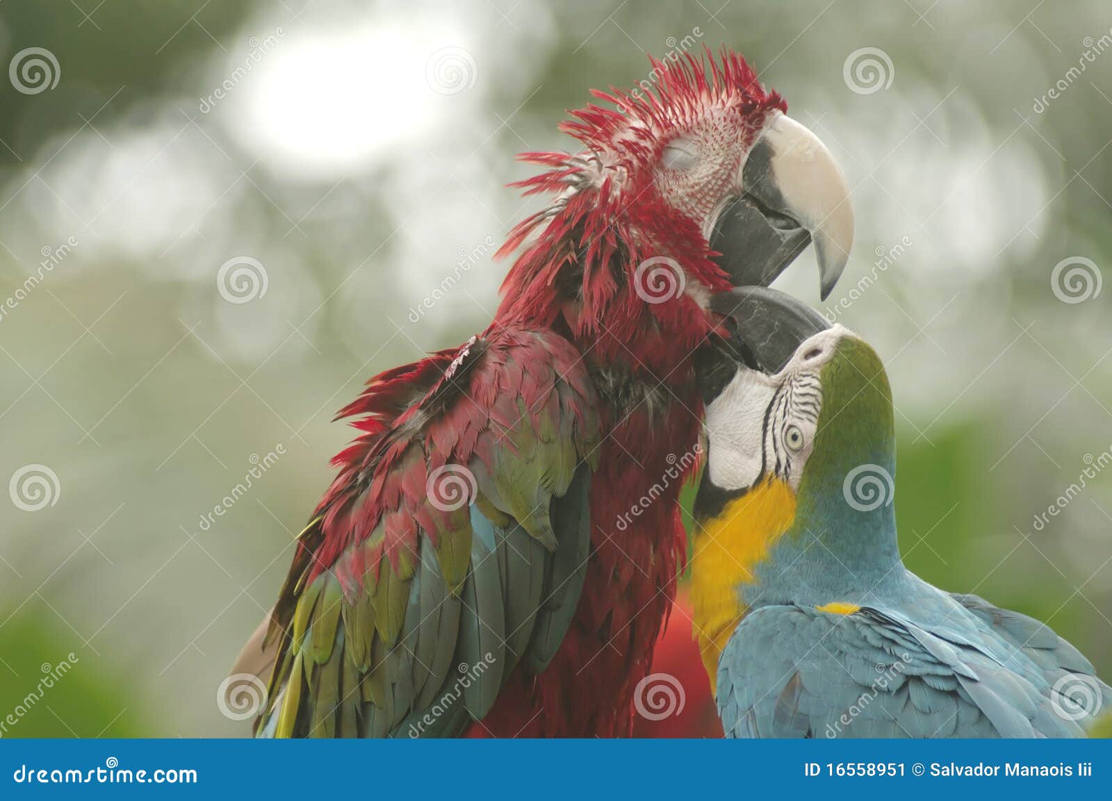 Grooming Parrots stock image. Image of bird, color, wildlife - 16558951