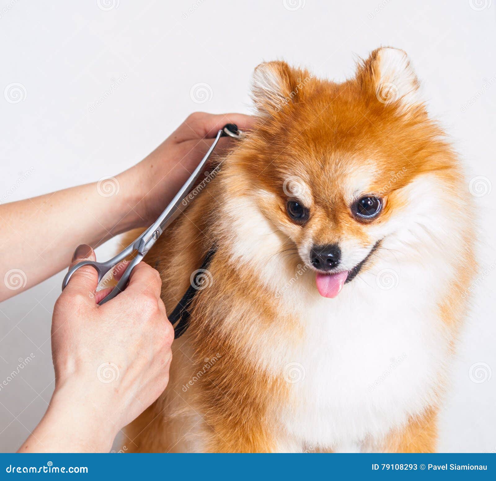 Grooming A Pomeranian Dog. Closeup Of Professional Groomer Trimming ...