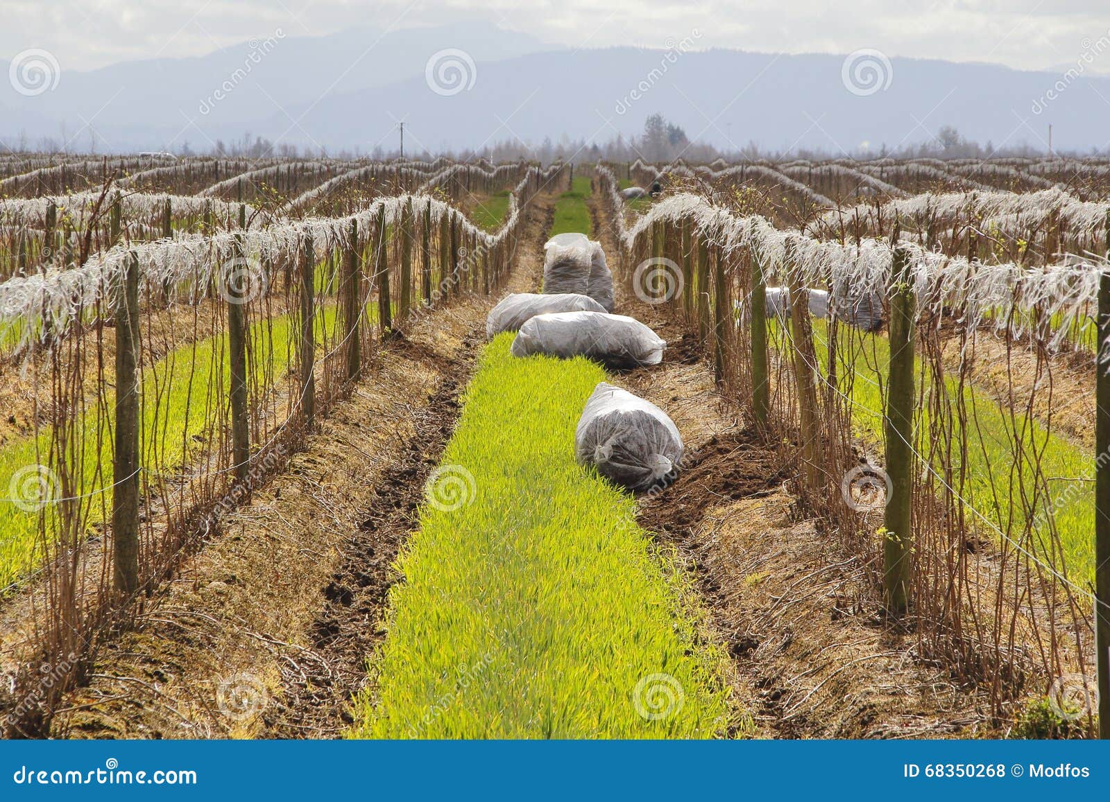 Grooming the Raspberry Crop Stock Photo - Image of washington, acre ...
