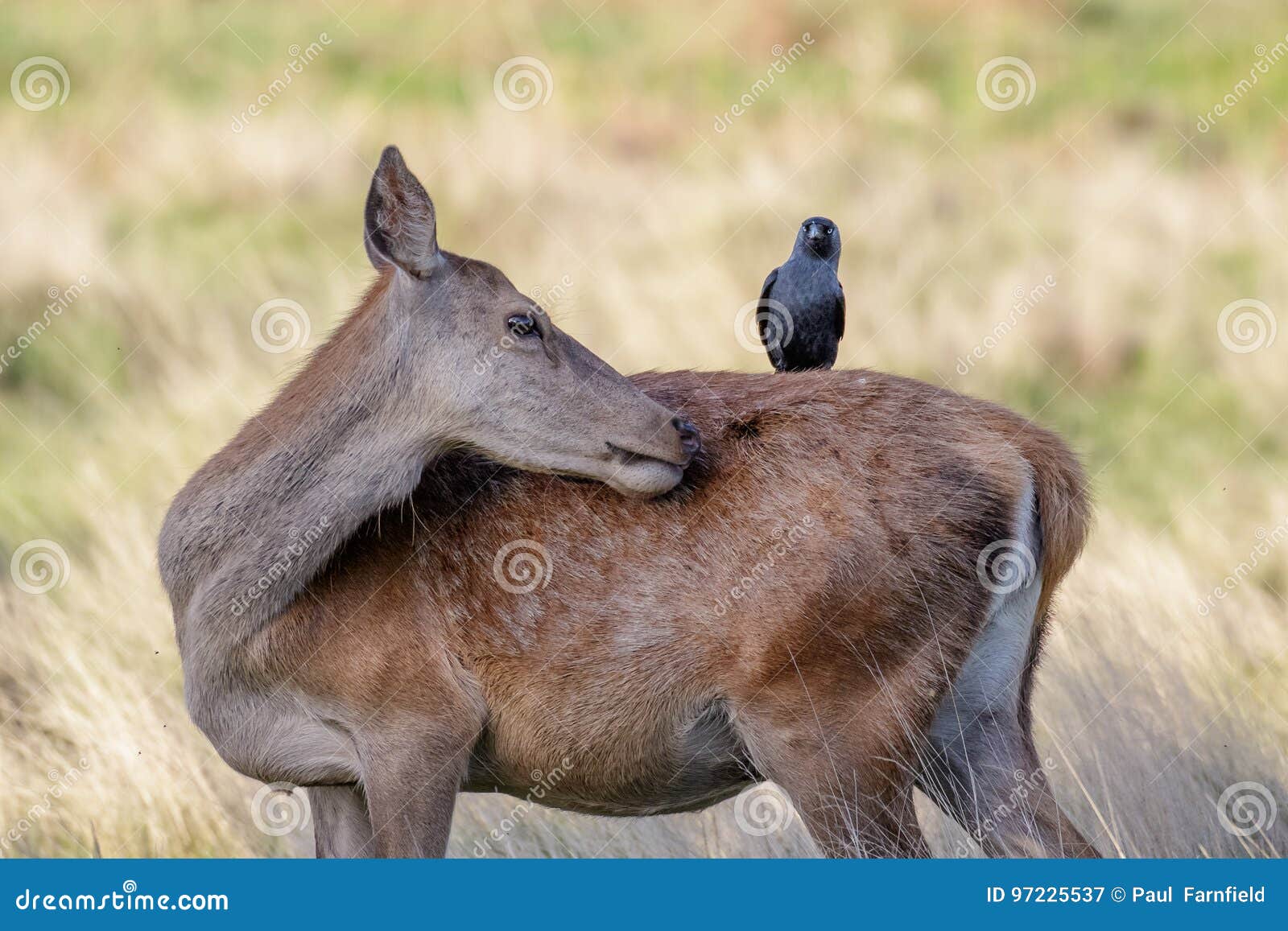 Grooming Red Deer Female Hind Cervus Elaphus With Jackdaw Stock Image ...