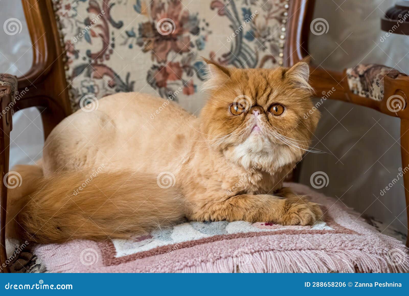 Grooming Red Persian Exotic Cat Close Up Stock Photo - Image of animal ...
