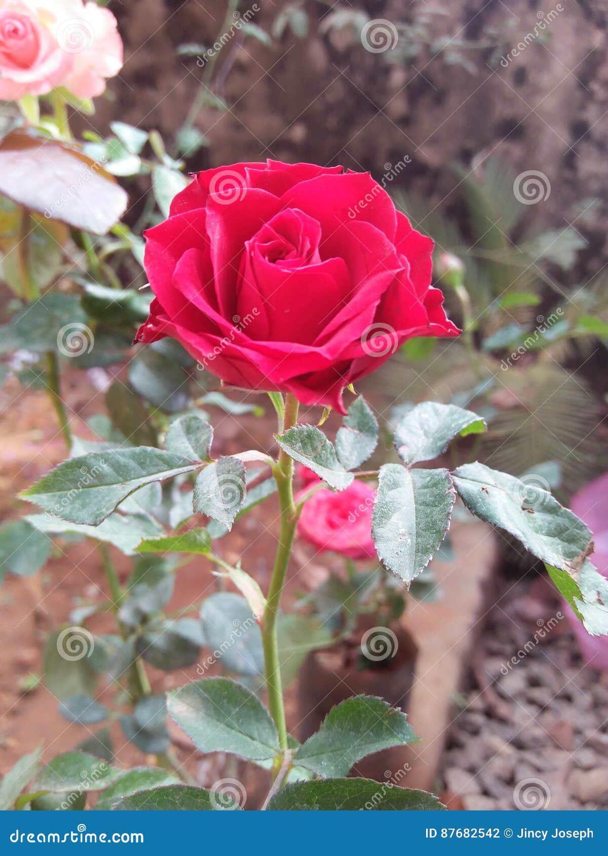 Grooming rose stock photo. Image of redrose, flower, grooming - 87682542