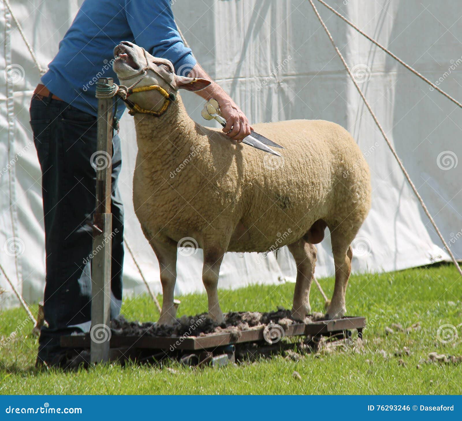 Grooming a Sheep. stock photo. Image of woollen, scissors - 76293246
