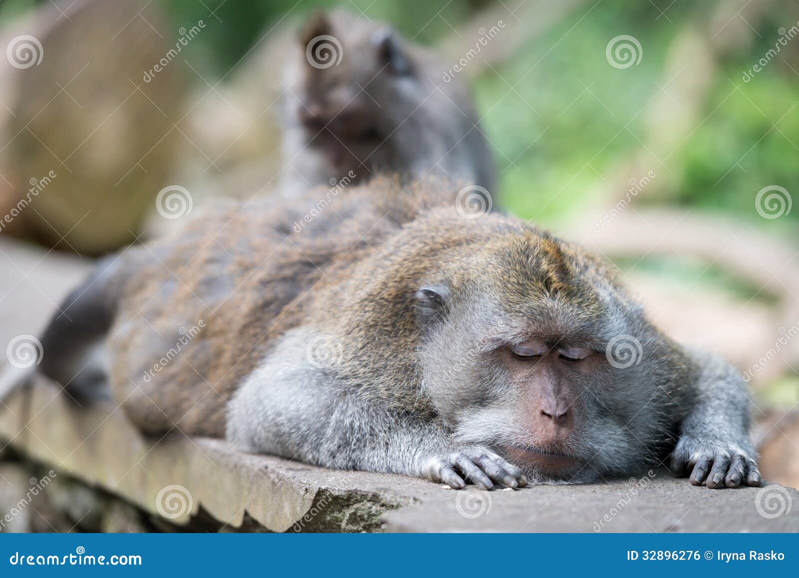 Grooming of Sleeping Wild Big Monkey Leader Stock Photo - Image of ...