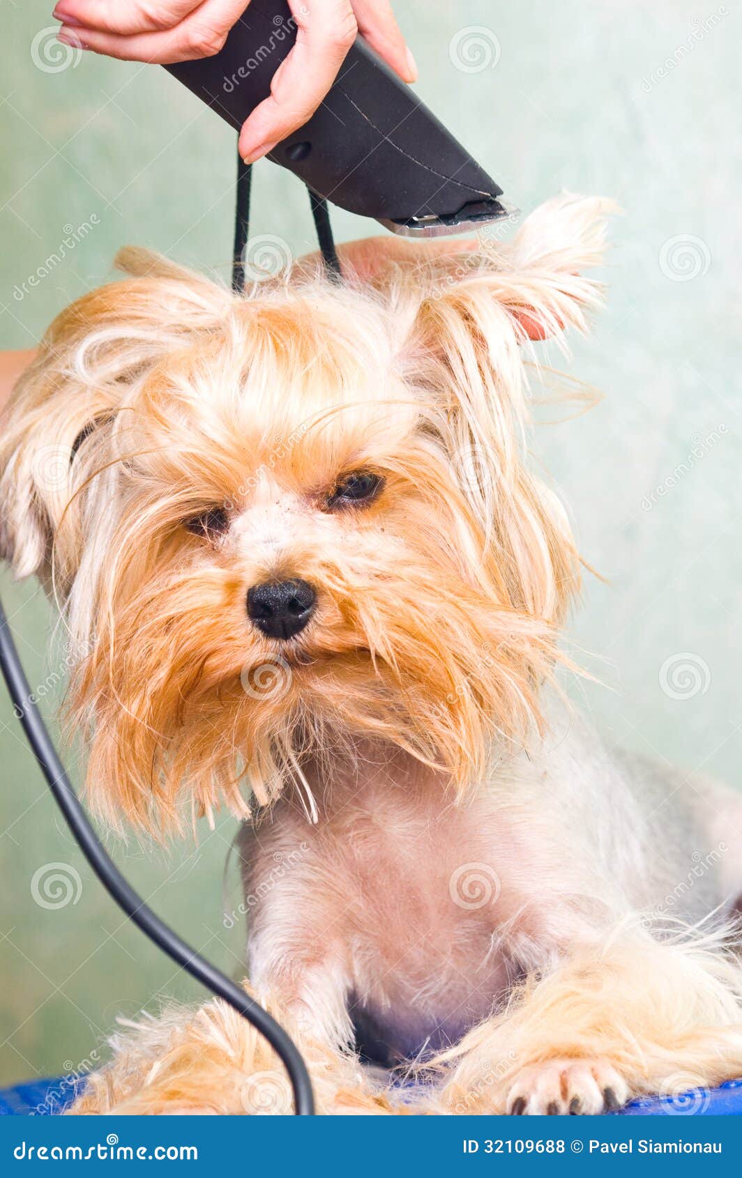 Grooming Yorkshire Terrier Dog Stock Photo - Image of scissors ...