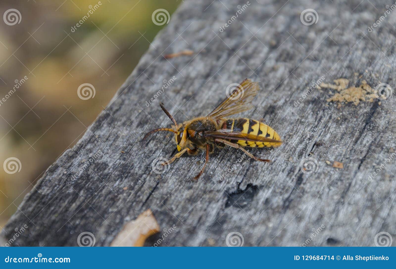 Groot Bijen Helder Insect Met Een Steek Stock Foto - Image of blad ...