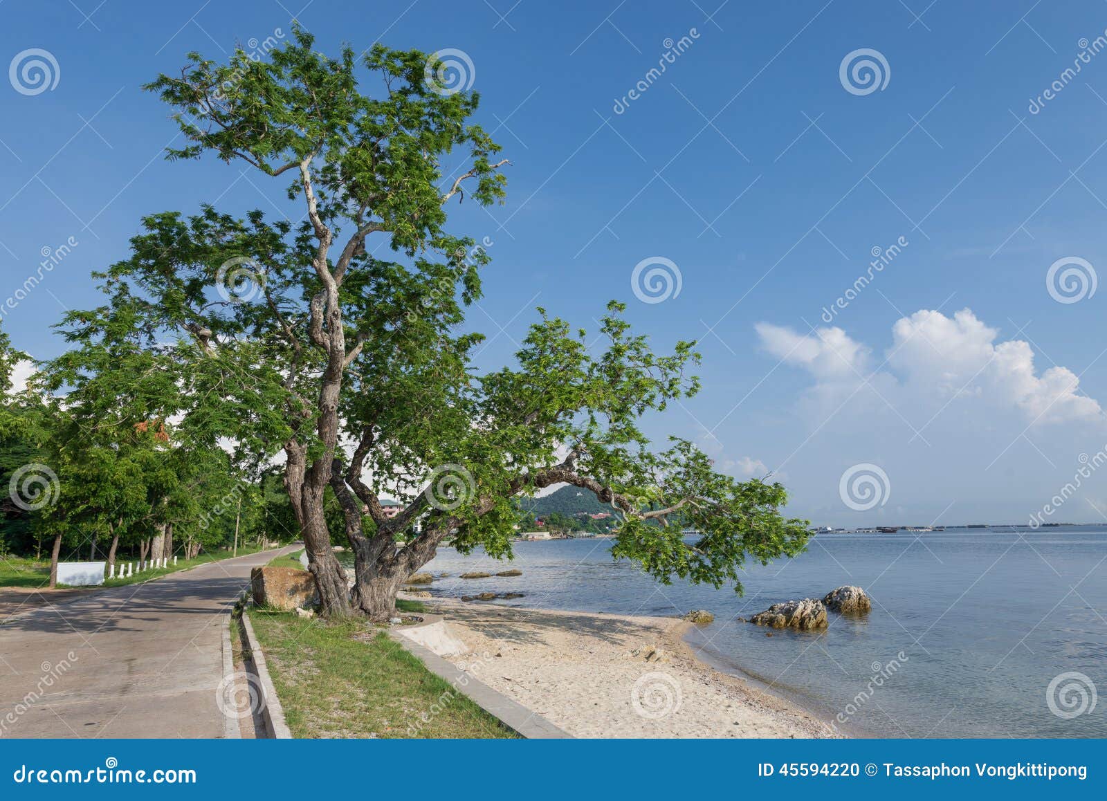 Groot boom overzees strand stock foto. Image of olijf - 45594220