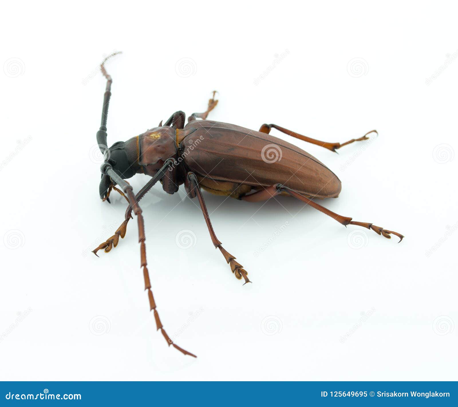 Groot bruin insect stock afbeelding. Image of kleur - 125649695