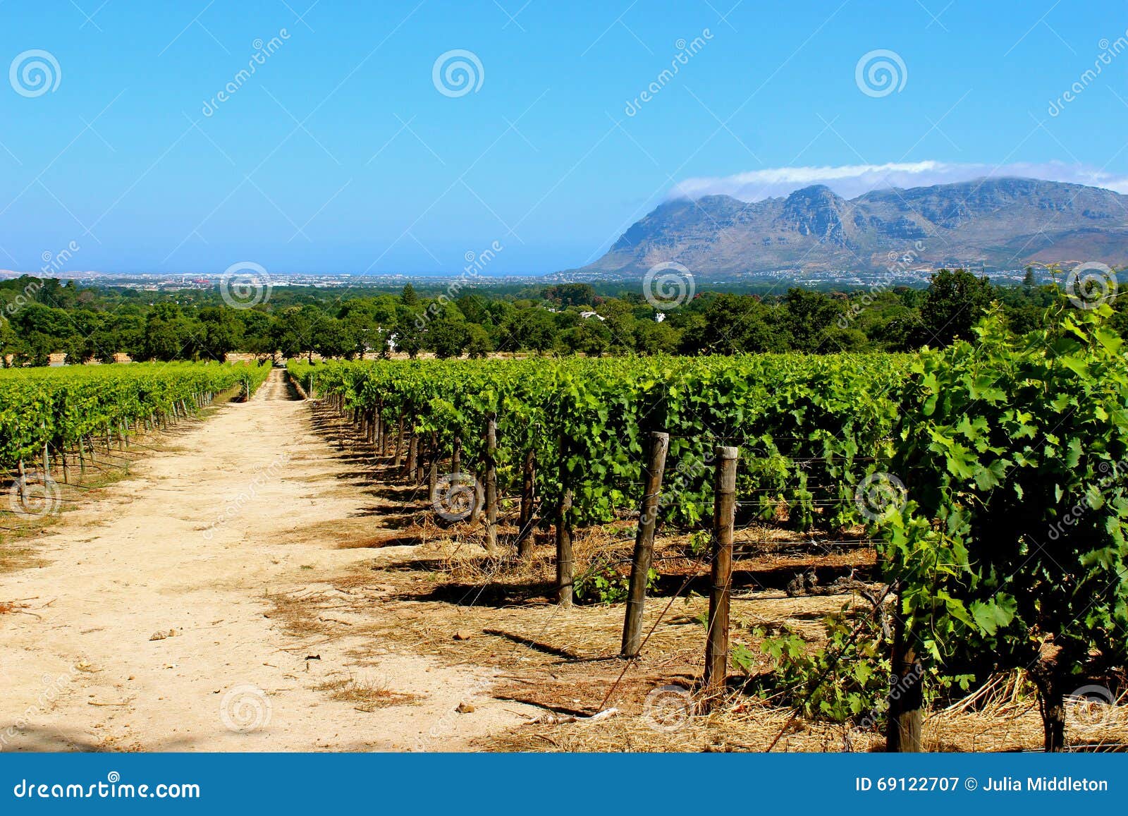 Groot Constantia Wine Estate Stock Image - Image of grape, estate: 69122707