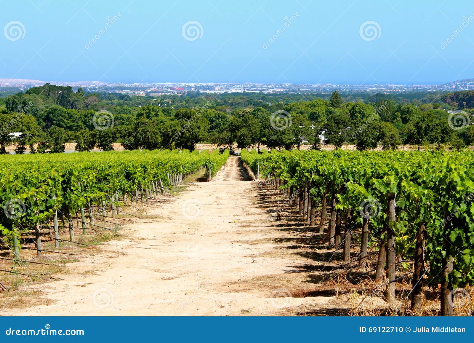 Groot Constantia Wine Estate Stock Photo - Image of wine, estate: 69122710