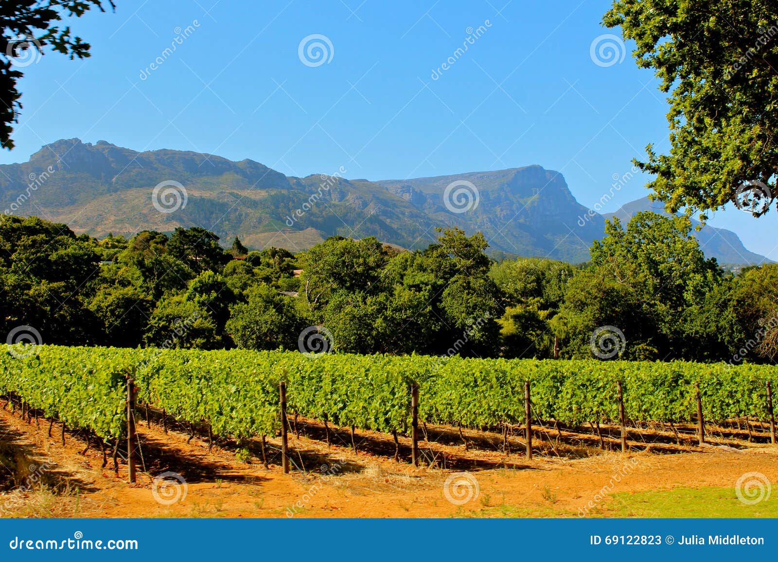 Groot Constantia Wine Estate Stock Image - Image of south, bougainville ...